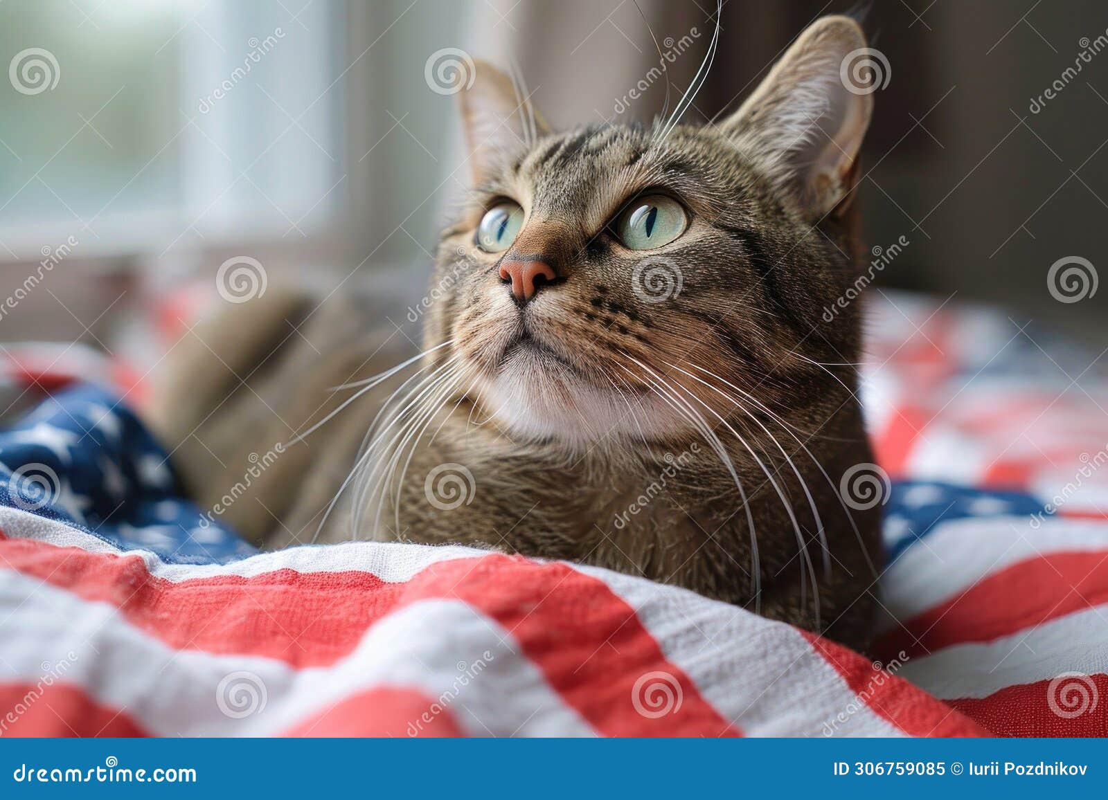Cat on the American Flag: a Symbol of Unity and Comfort Stock Image ...
