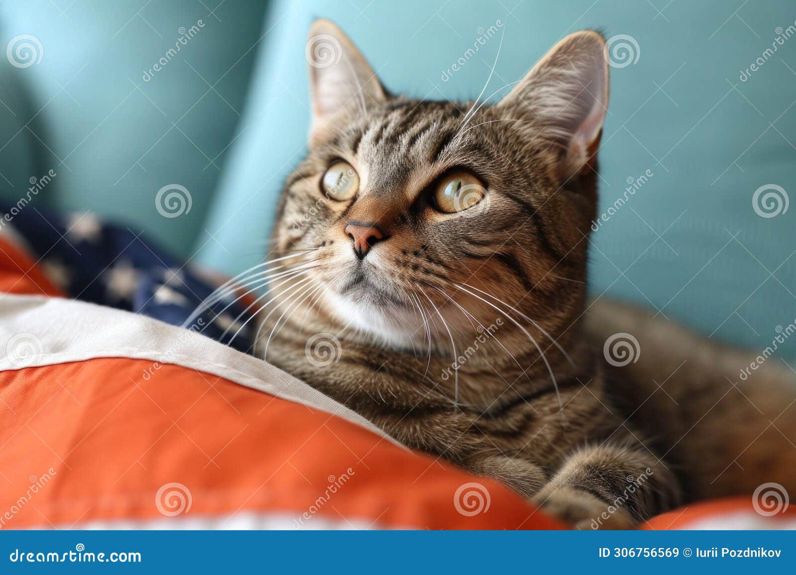 Cat on the American Flag: a Symbol of Unity and Comfort Stock Image ...