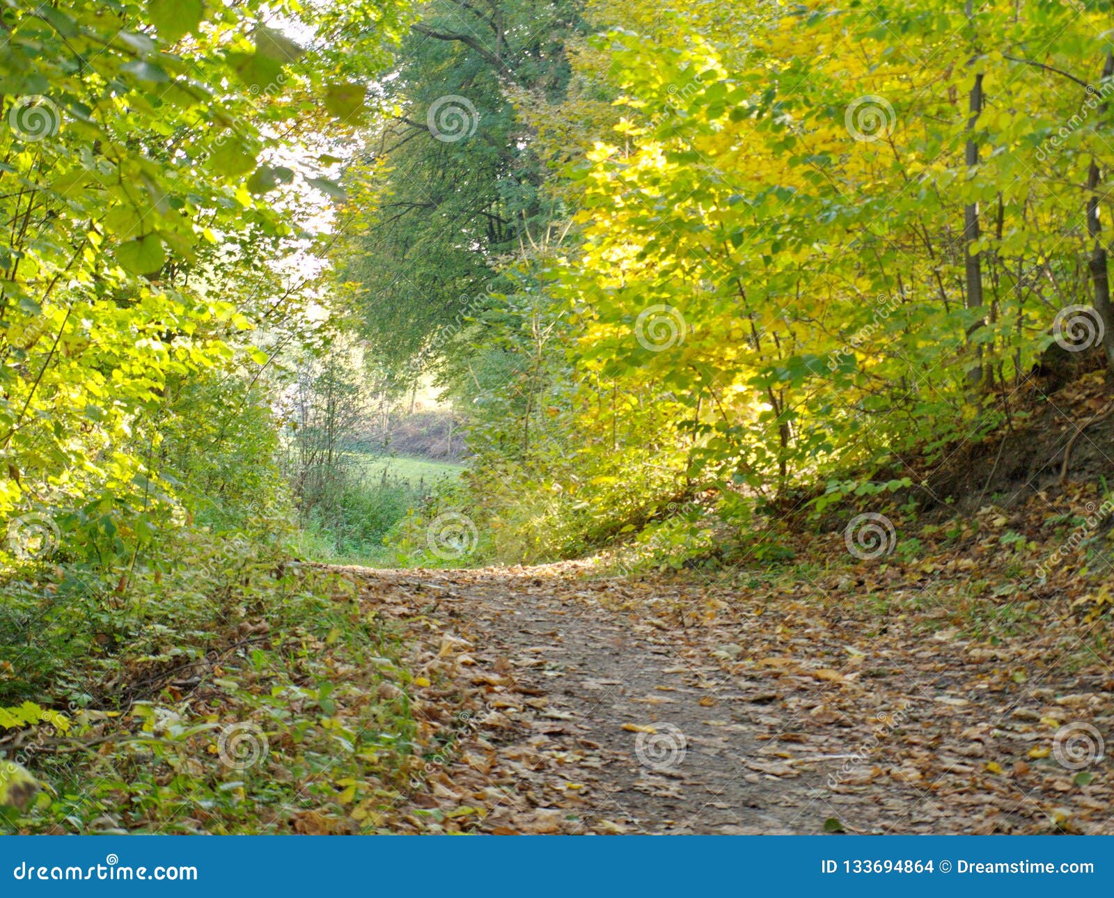 Cozy Cycle Track in the Middle of the Forest Stock Photo - Image of ...