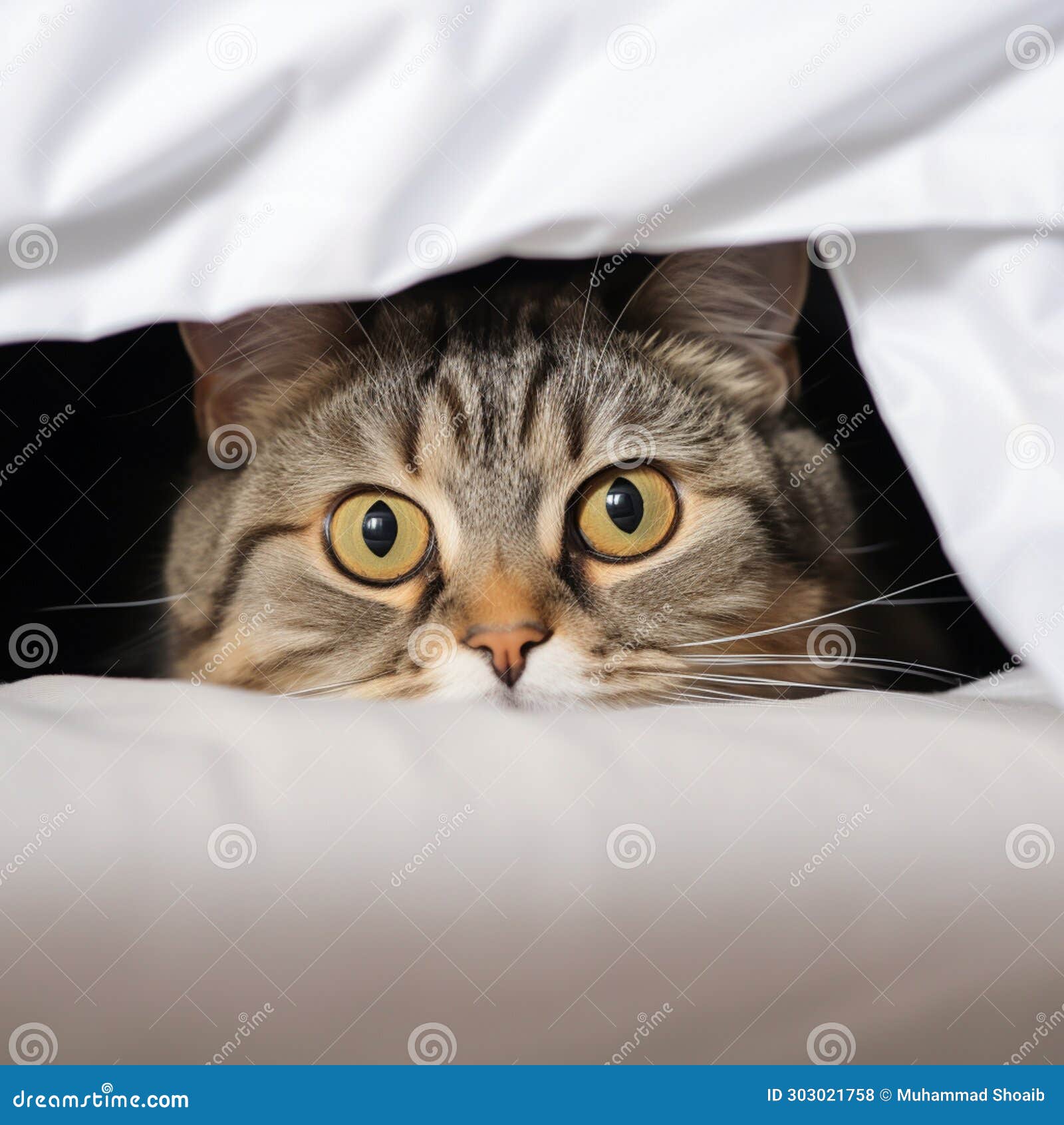 Cozy Hideout Fold Eared Cats Close Up, Half Muzzle Behind White Cabinet ...