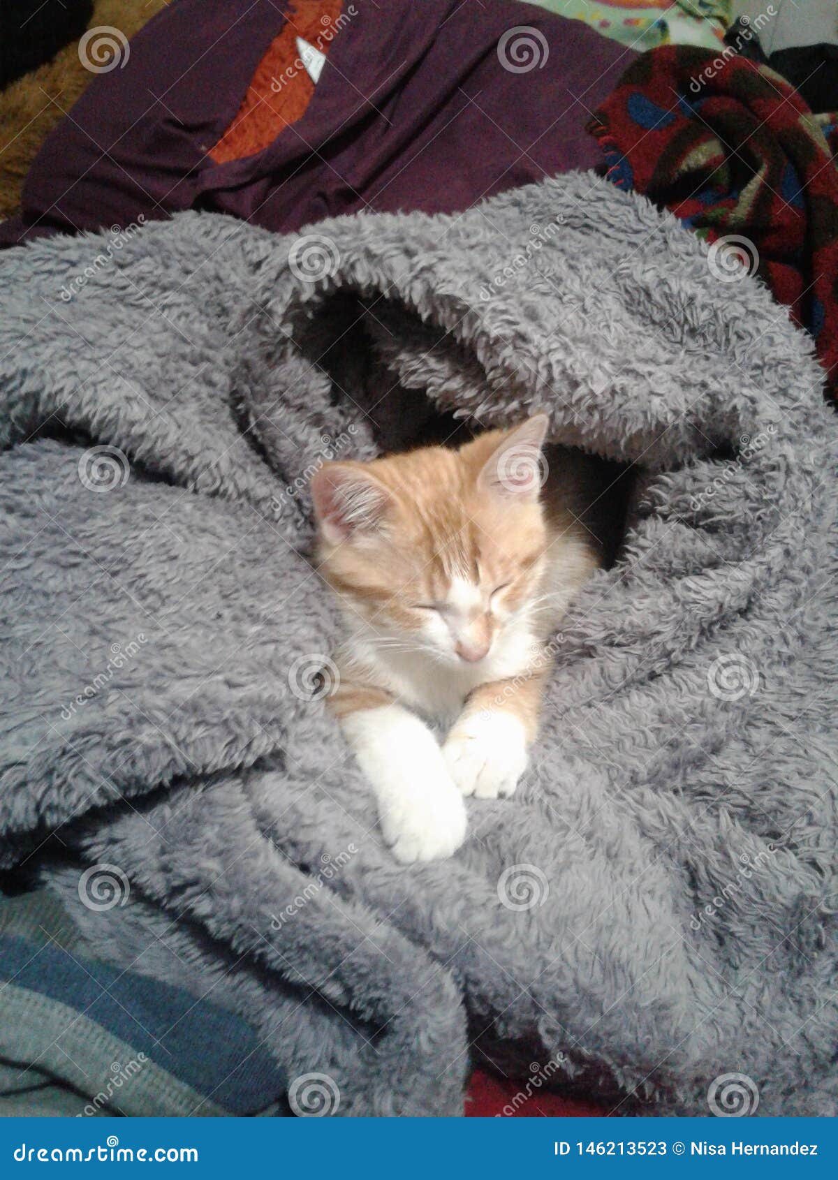 Cozy little kitten stock image. Image of kitten, cozy - 146213523