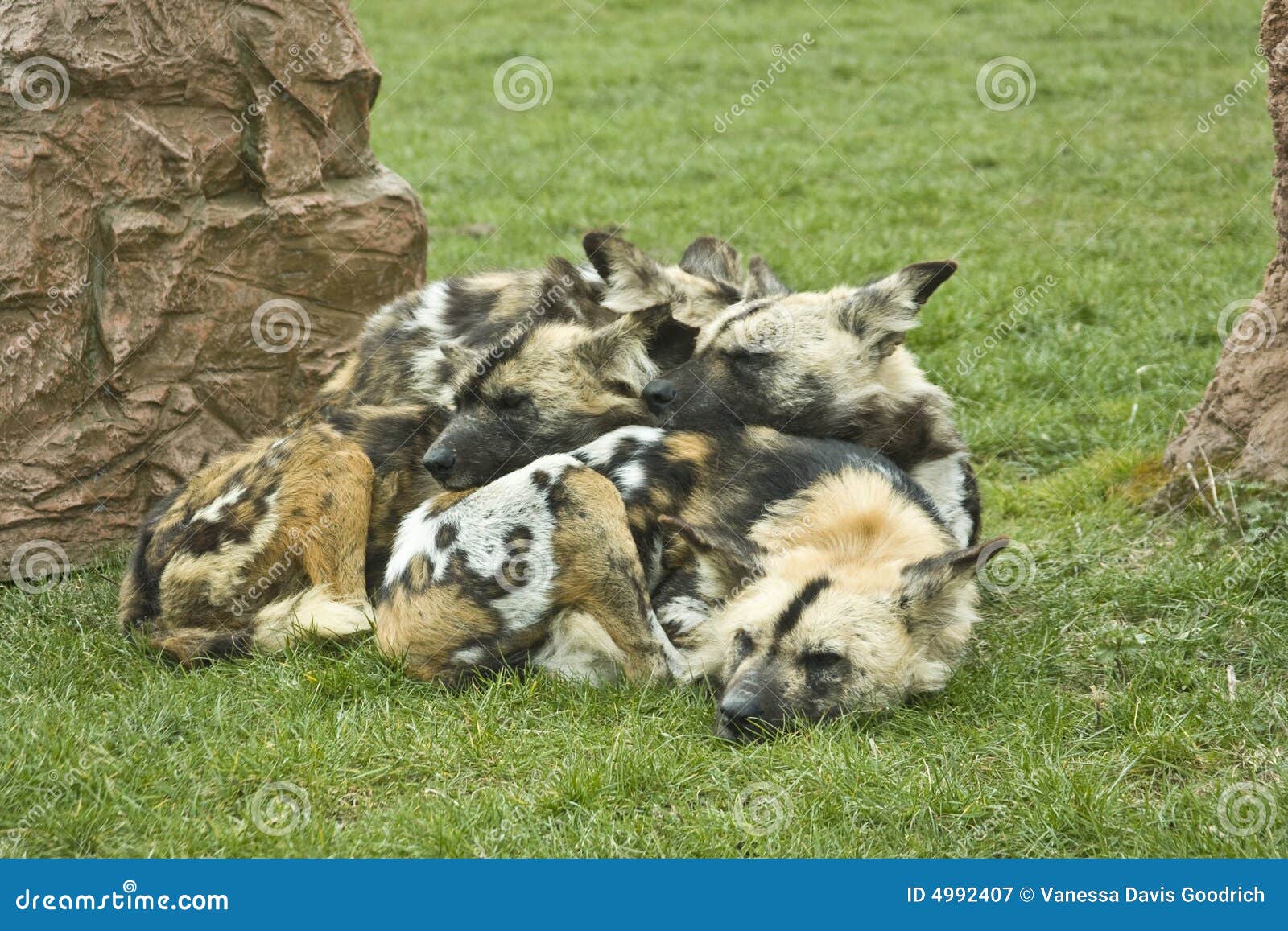 Cozy spotted hyenas stock image. Image of park, wild, africa - 4992407