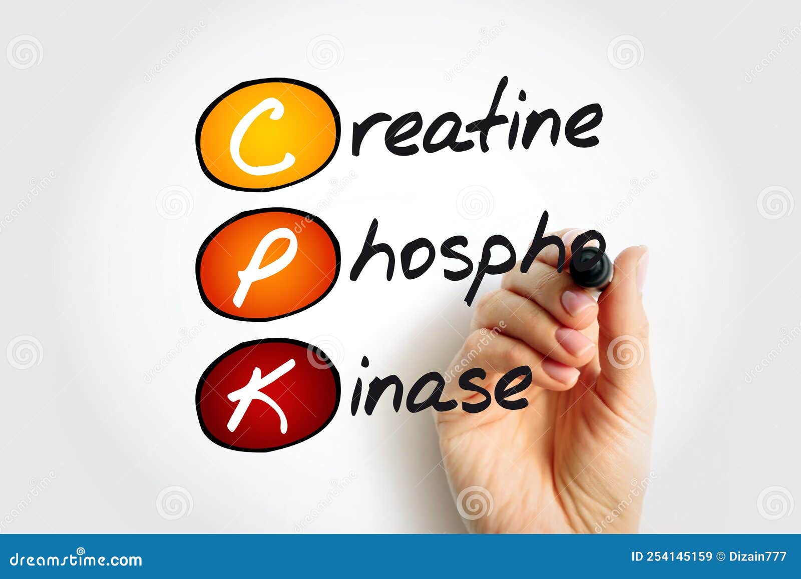 CPK Creatine Phosphokinase - Enzyme Expressed by Various Tissues and ...