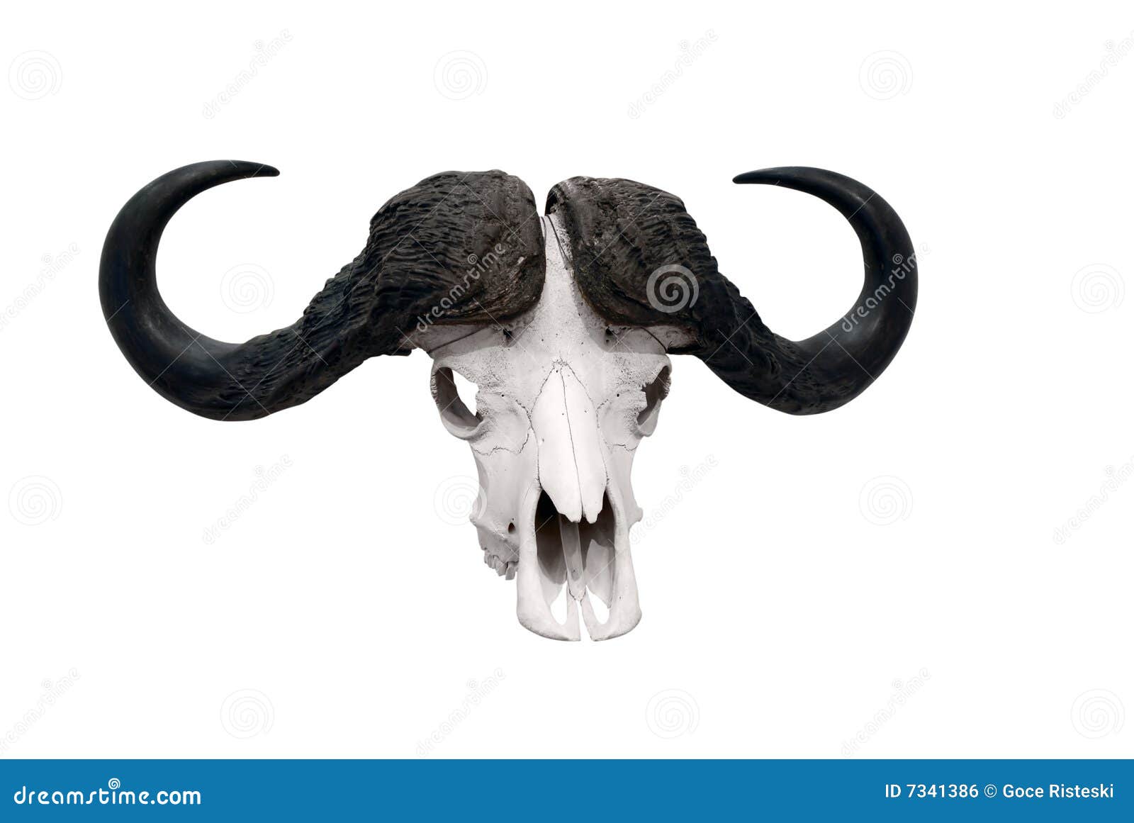 Cráneo africano del toro foto de archivo. Imagen de hueso - 7341386