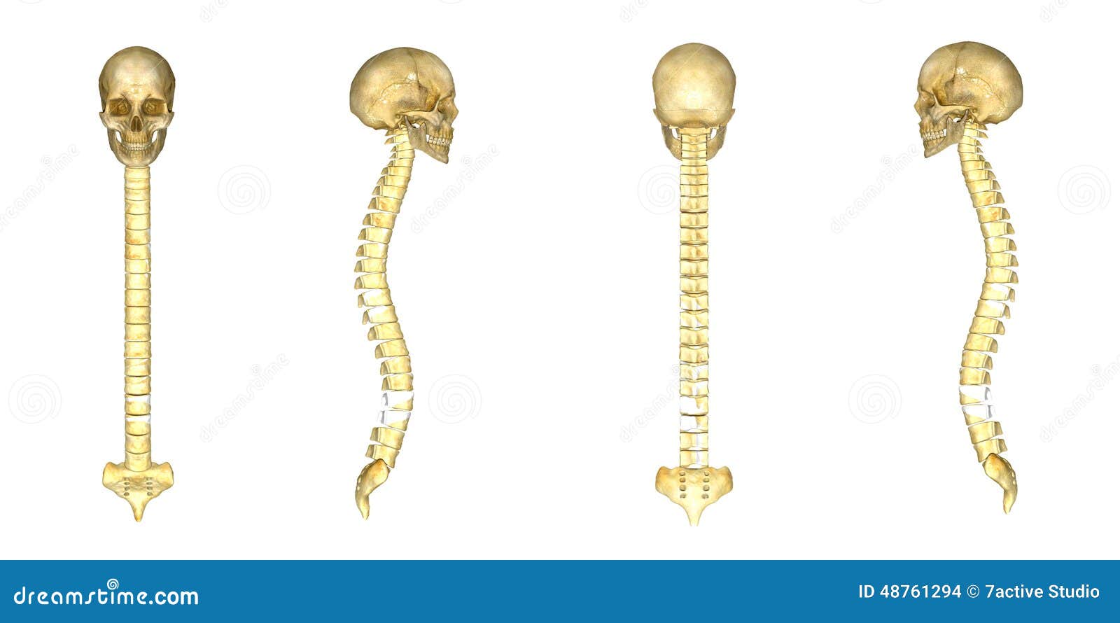 Cráneo Con La Médula Espinal Stock de ilustración - Ilustración de ...