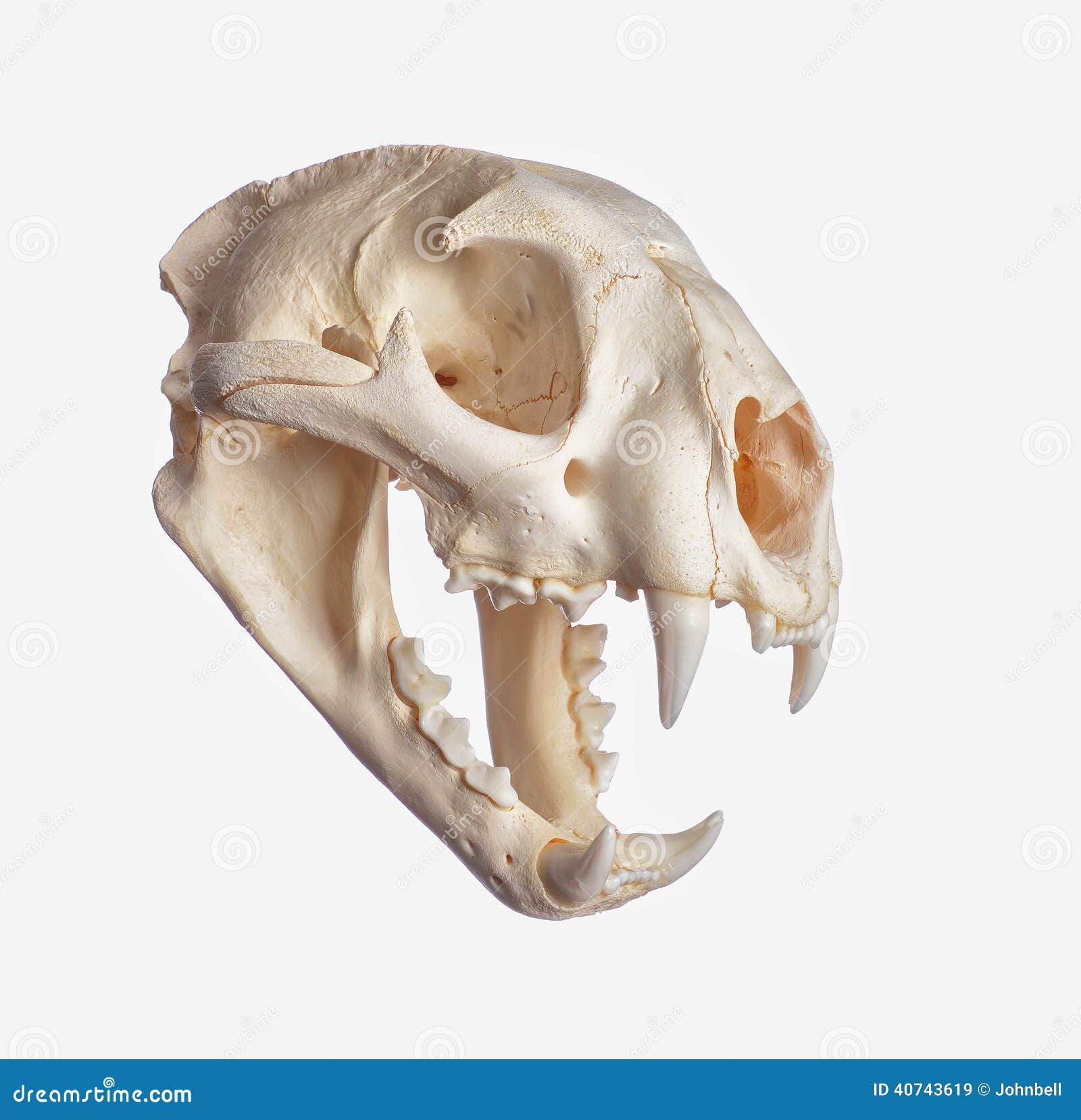 Cráneo del puma imagen de archivo. Imagen de clase, esqueleto - 40743619