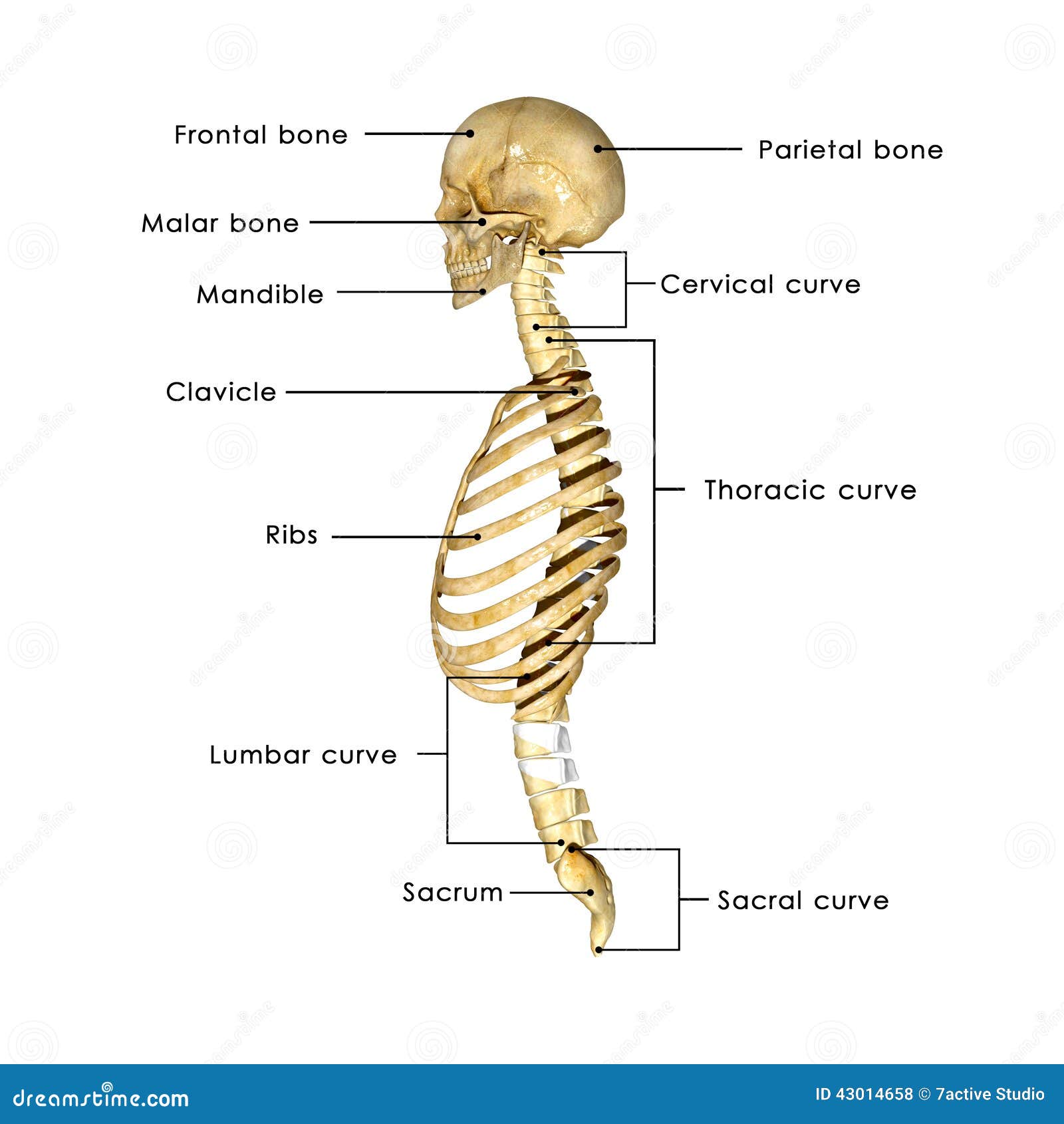 Crâne Avec La Cage Thoracique Illustration Stock - Illustration of ...