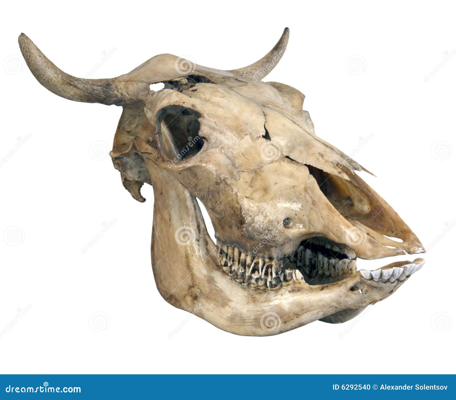 Crâne d'une vache photo stock. Image du physiologie, fond - 6292540