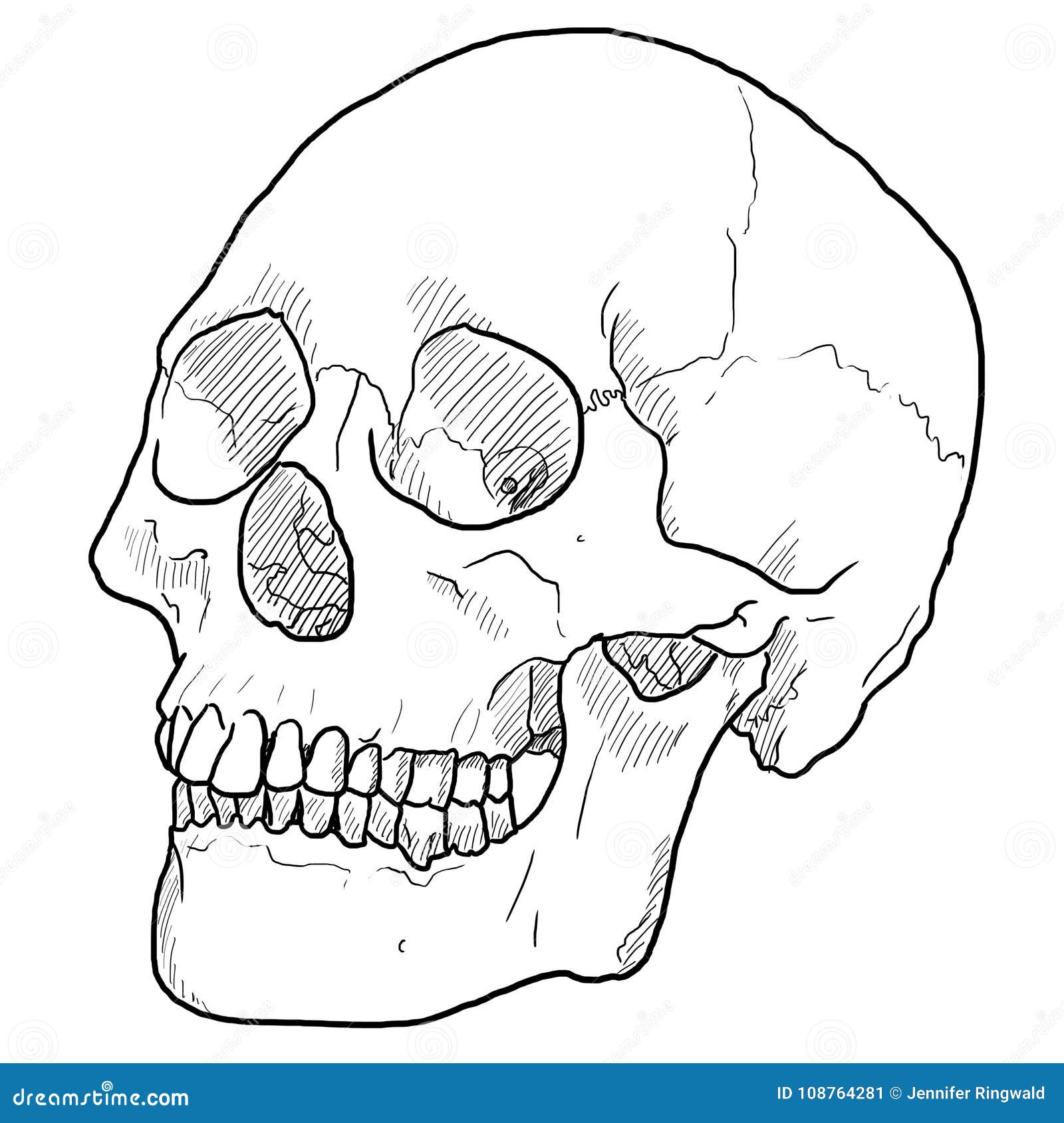 Crâne Humain, Dessin Au Trait Illustration Stock - Illustration du ...