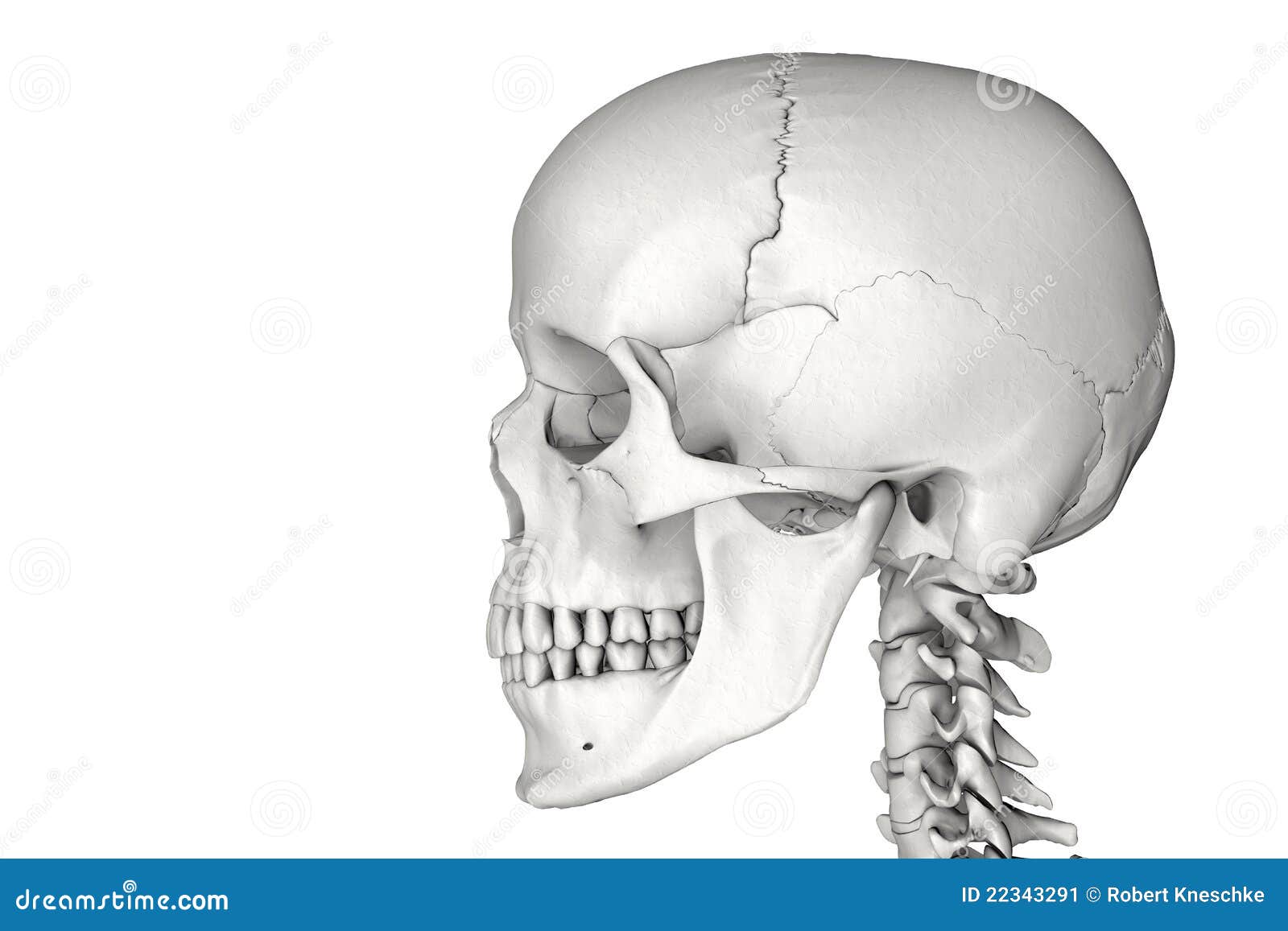 Crânio Humano Imagem de Stock - Imagem: 22343291