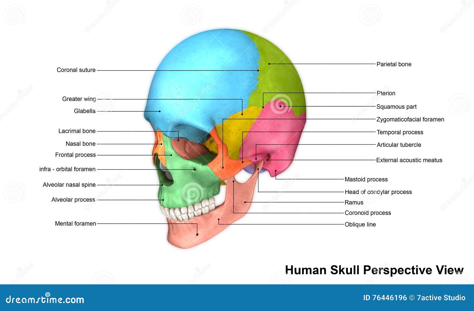 Crânio humano ilustração stock. Ilustração de ossos, dente - 76446196