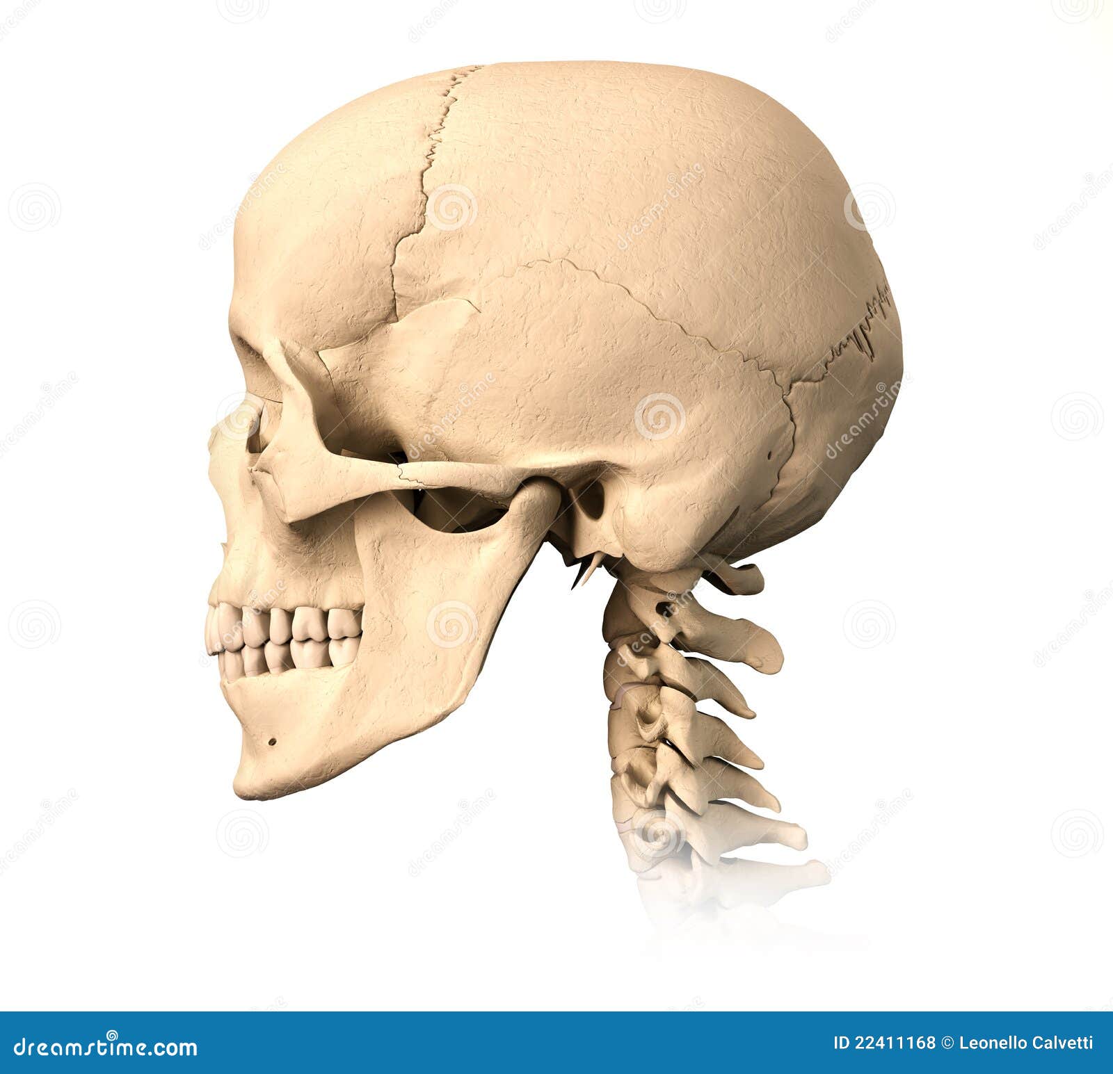 Crânio Humano, Vista Lateral. Ilustração Stock - Ilustração de cara ...