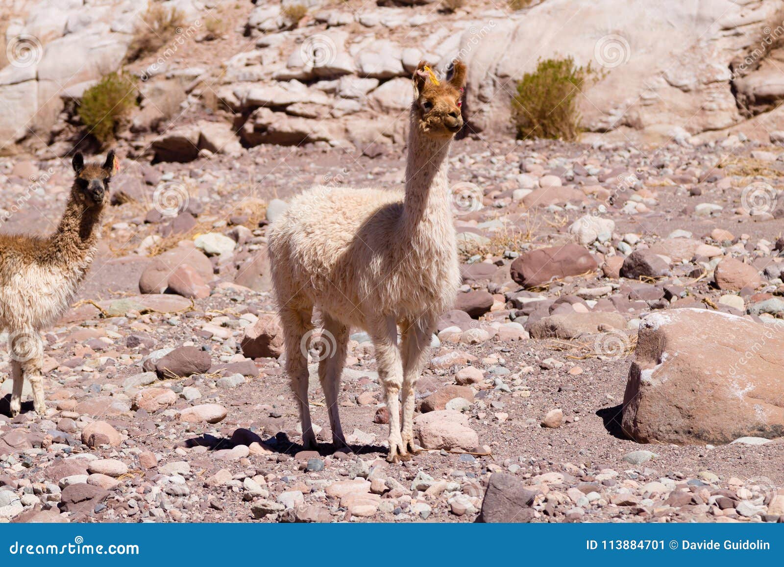 Cría Chilena De La Llama, Chile Imagen de archivo - Imagen de paisaje ...