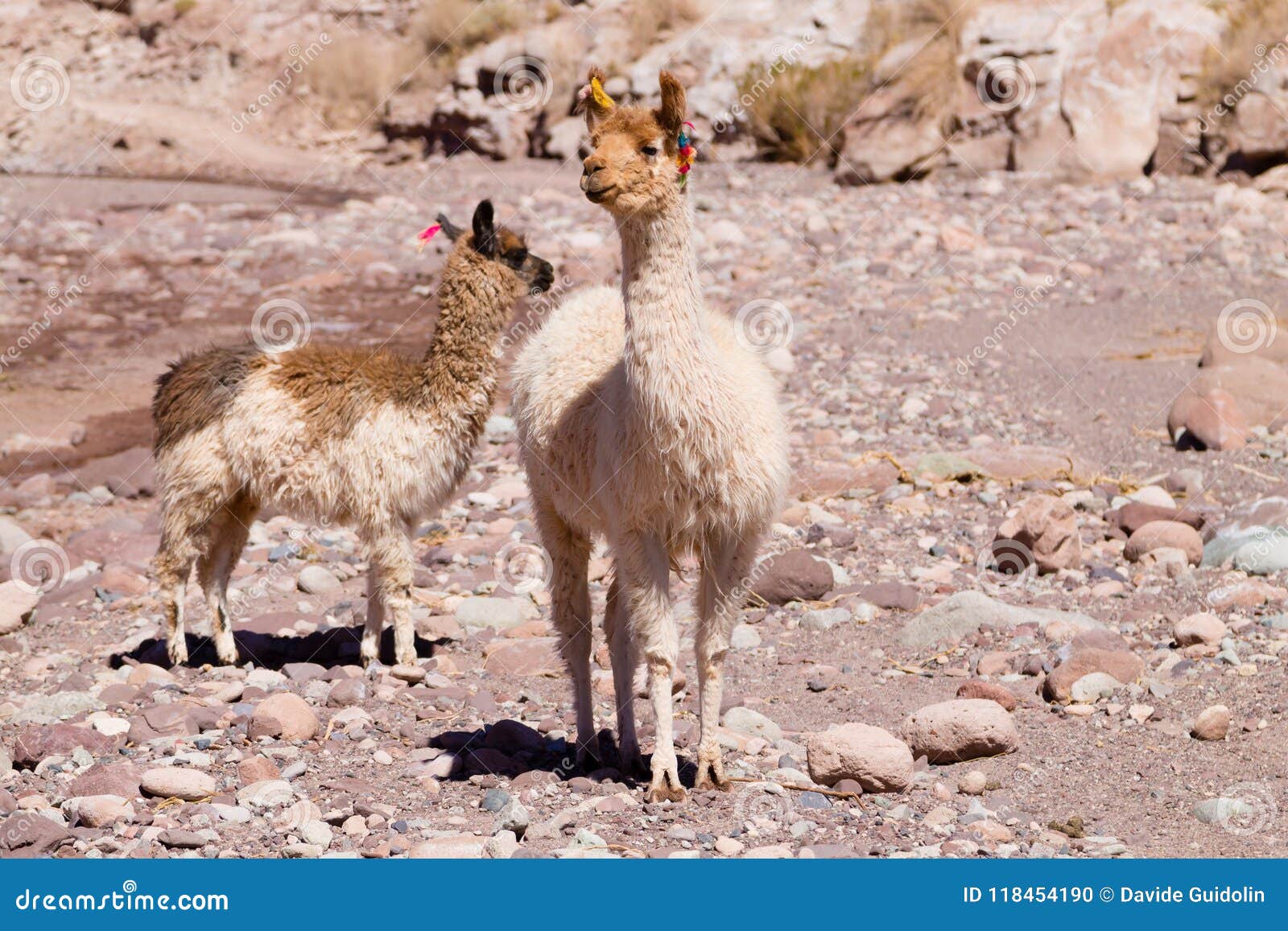 Cría Chilena De La Llama, Chile Foto de archivo - Imagen de latino ...