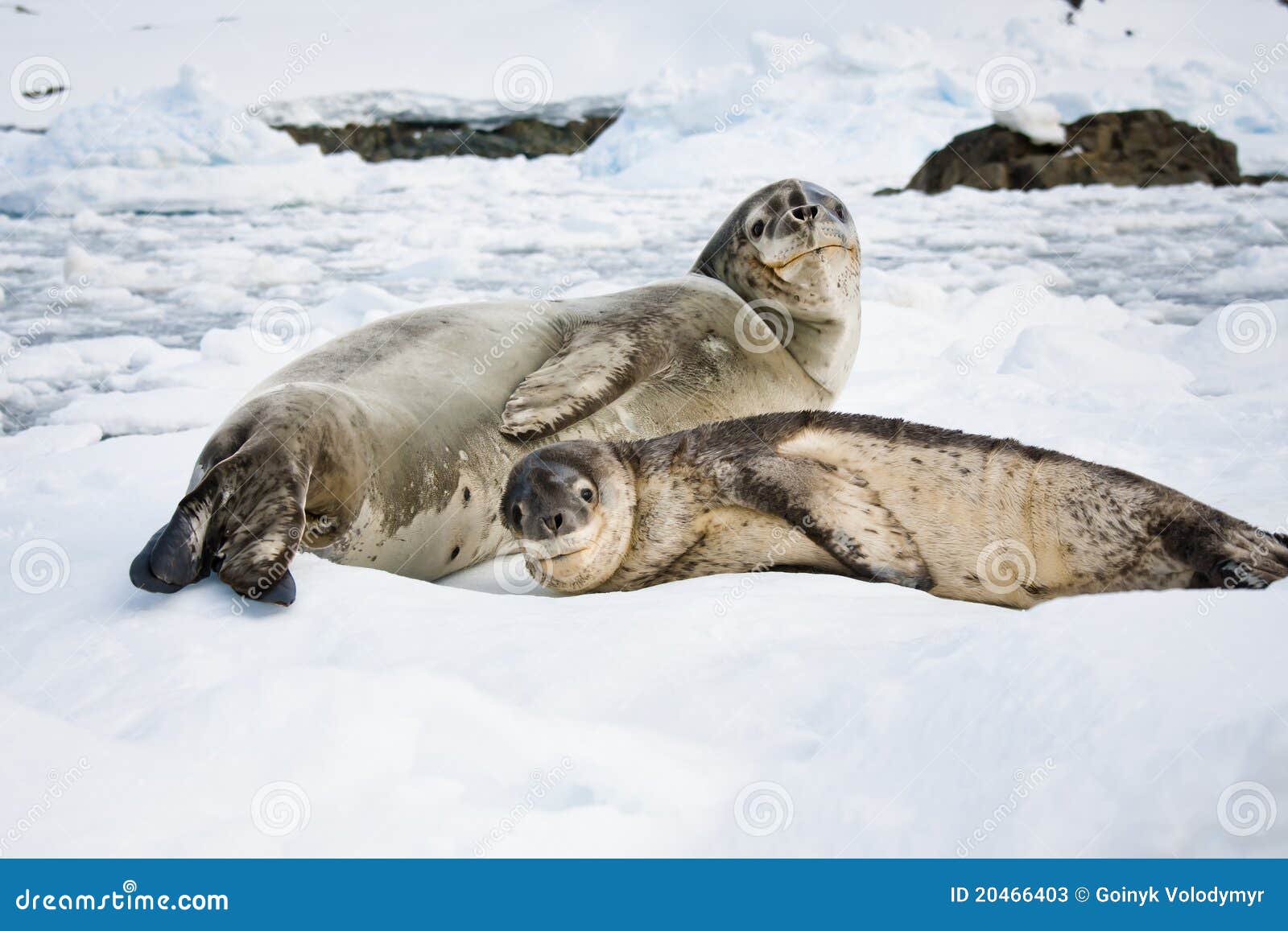 Cría de foca imagen de archivo. Imagen de salvaje, dulce - 20466403