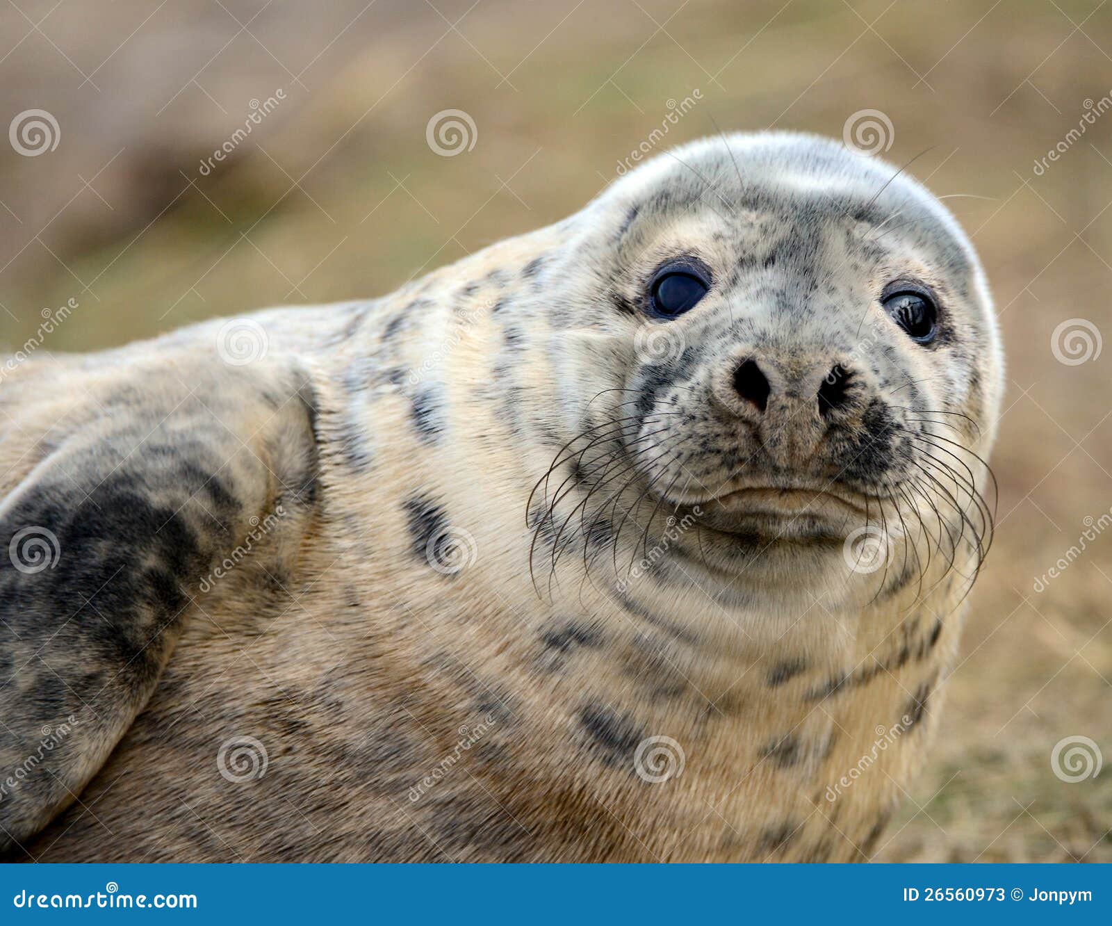 Cría de foca imagen de archivo. Imagen de ilimitado, cubo - 26560973