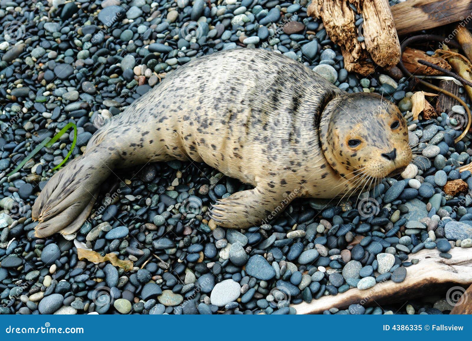 Cría de foca imagen de archivo. Imagen de relajante, cubo - 4386335