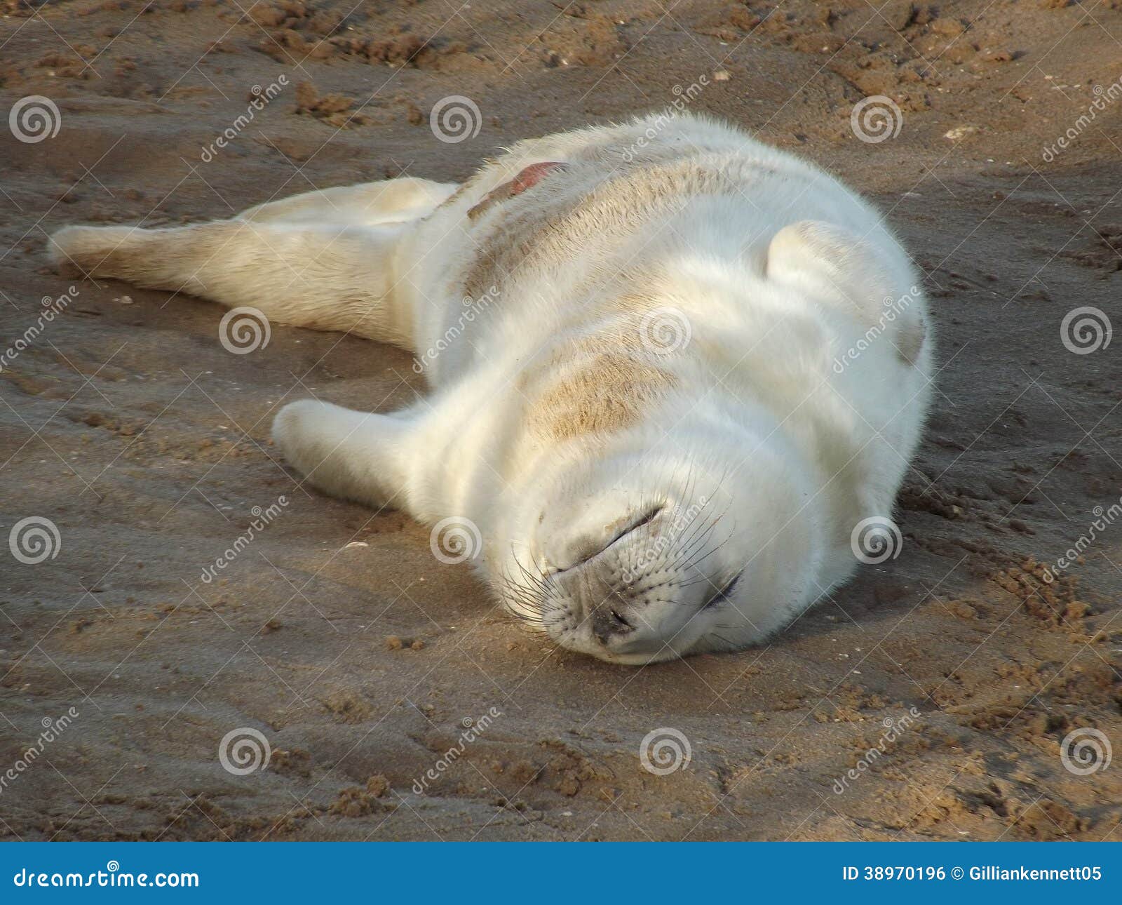 Cría de foca feliz foto de archivo. Imagen de sonriente - 38970196