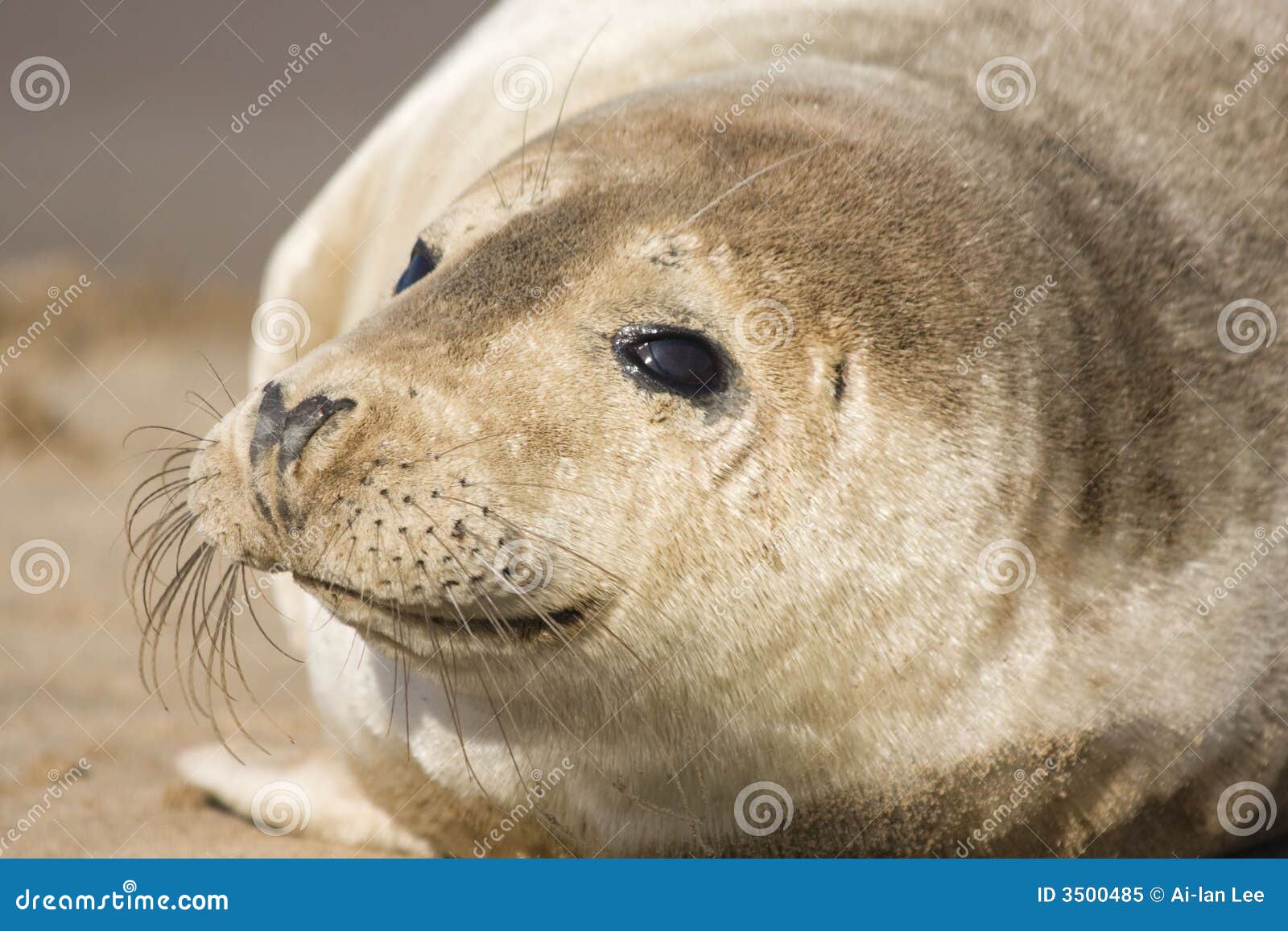 Cría de foca linda imagen de archivo. Imagen de lindo - 3500485