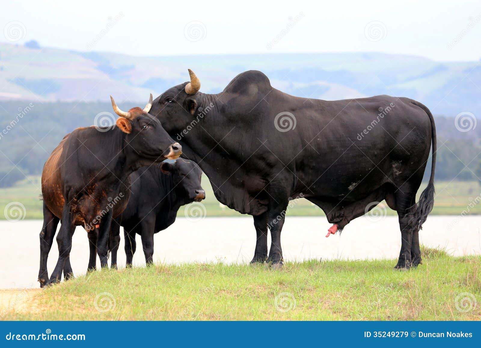 Cría de ganado de Brangus imagen de archivo. Imagen de paisaje - 35249279