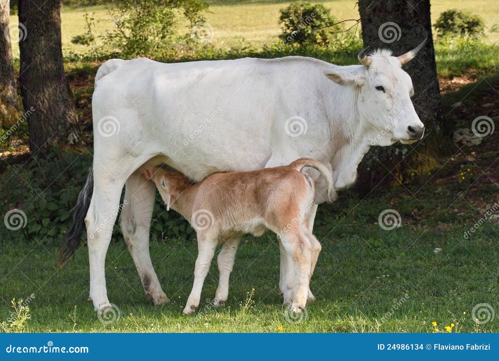 Cría de la vaca su becerro foto de archivo. Imagen de tauro - 24986134