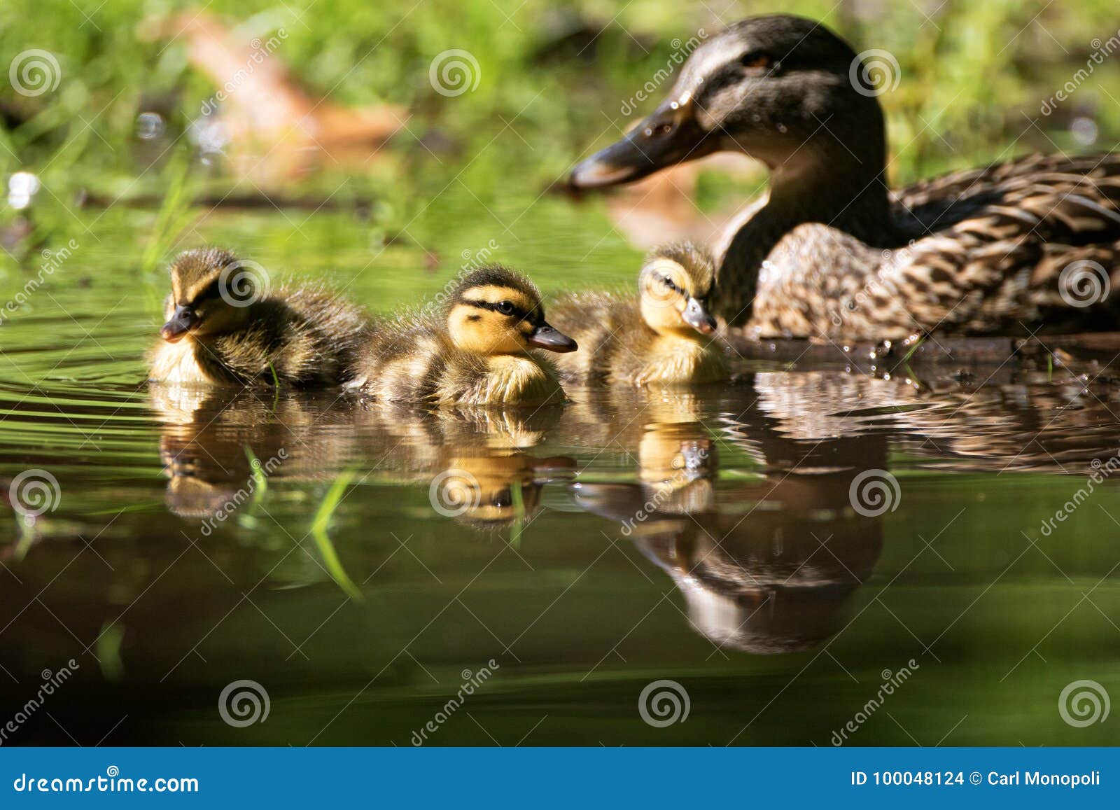 Cría del pato silvestre foto de archivo. Imagen de agua - 100048124