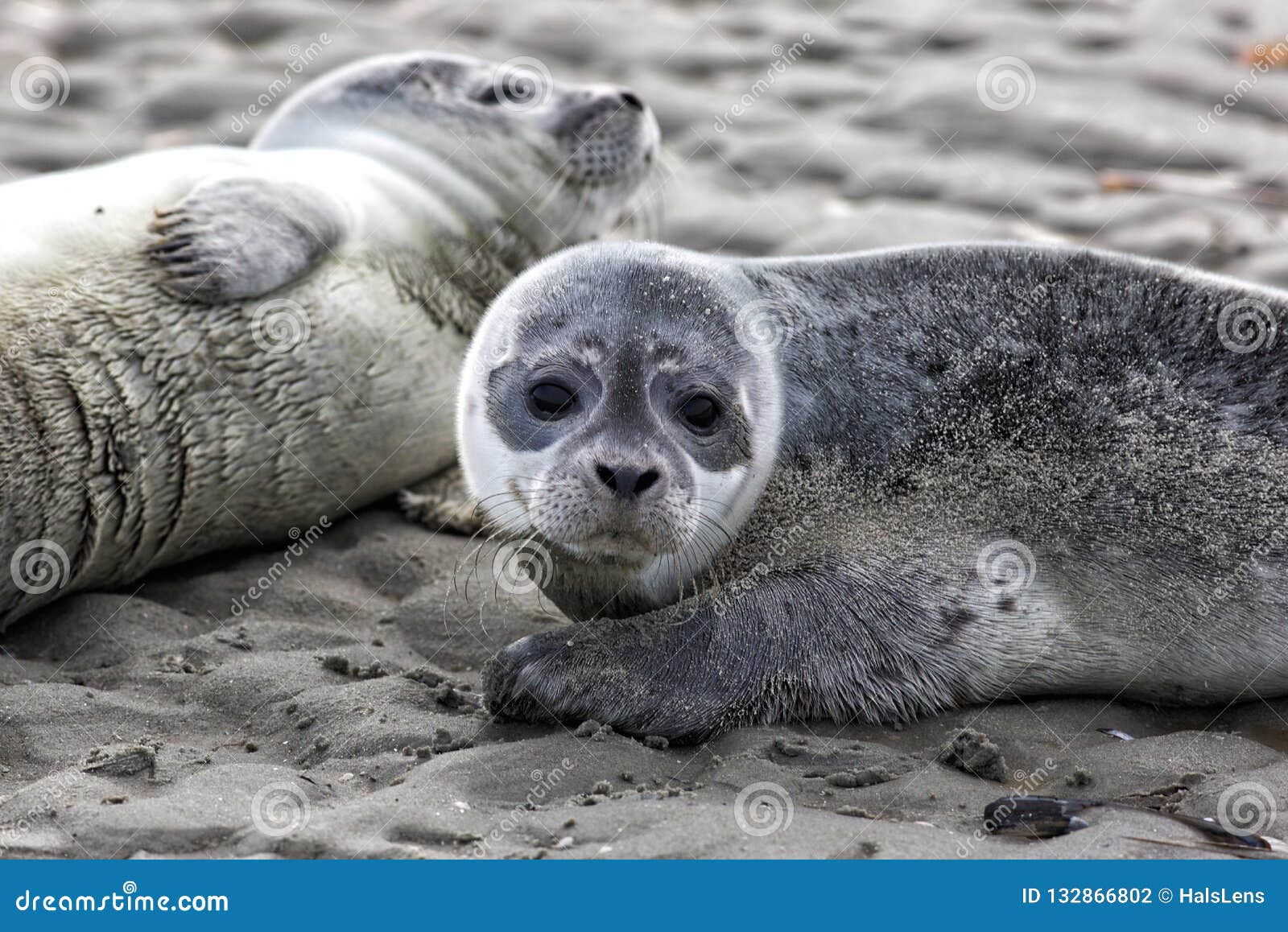 Crías de foca de puerto foto de archivo. Imagen de aleta - 132866802