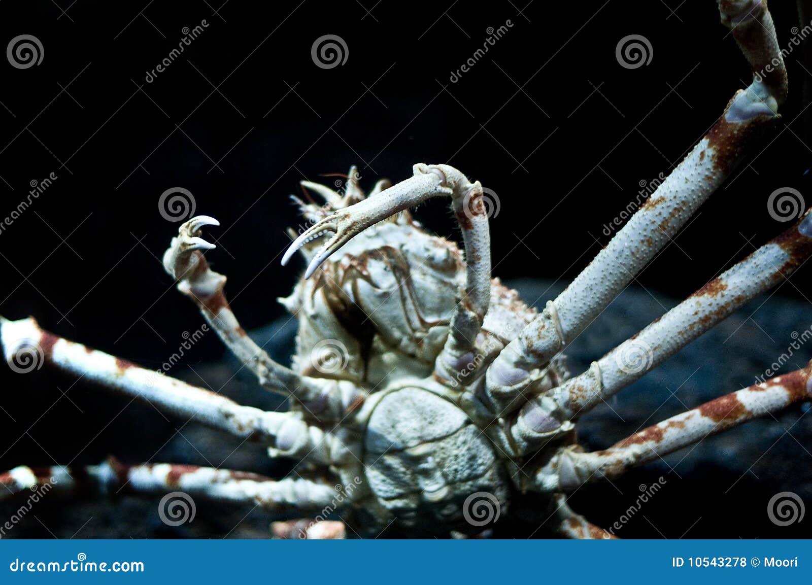 Crab stock photo. Image of crab, food, live, close, claw - 10543278