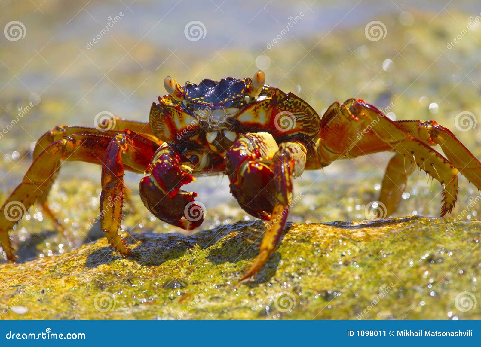 Crab stock image. Image of shellfish, gifts, fish, fauna - 1098011