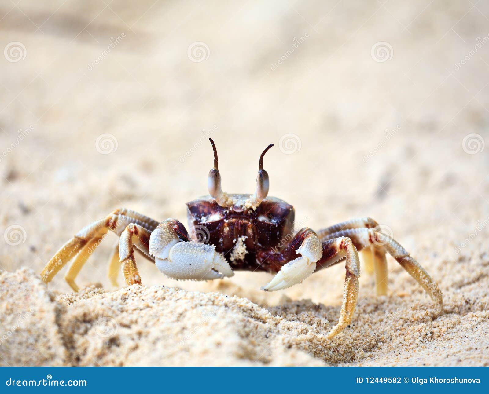 Crab stock photo. Image of macro, fauna, travel, space - 12449582