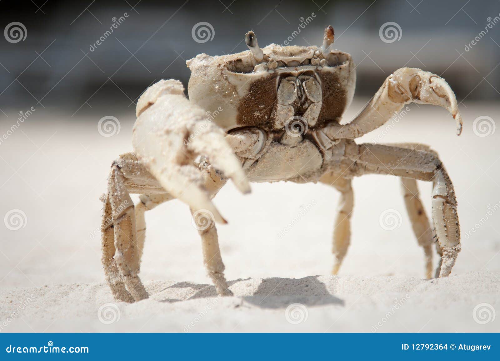 Crab stock photo. Image of outdoor, gifts, craw, animal - 12792364