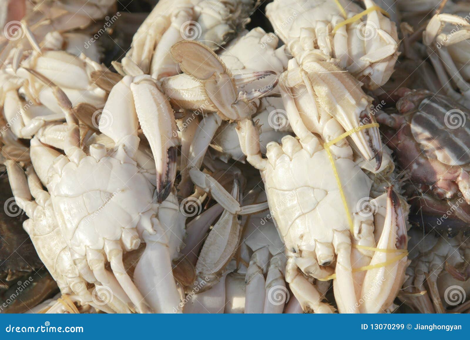 Crab stock image. Image of fishing, claw, cook, delicacy - 13070299