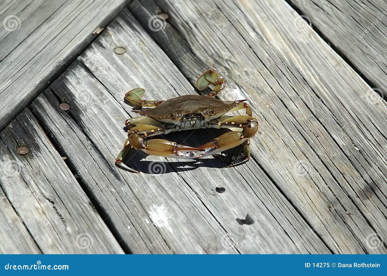 Crab stock image. Image of claws, hard, marine, shell, animal - 14275