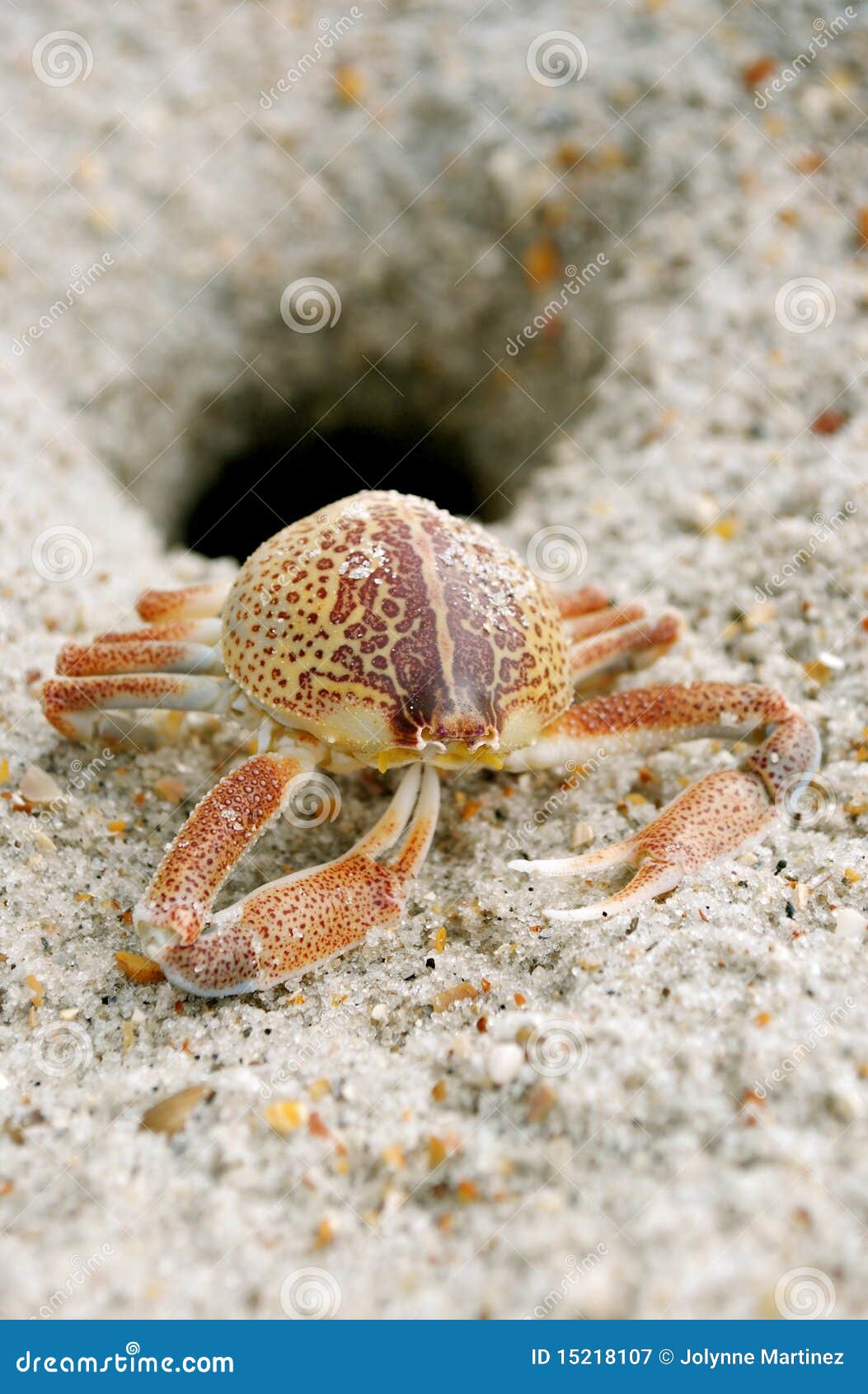 Crab stock image. Image of beach, exoskeleton, shell - 15218107