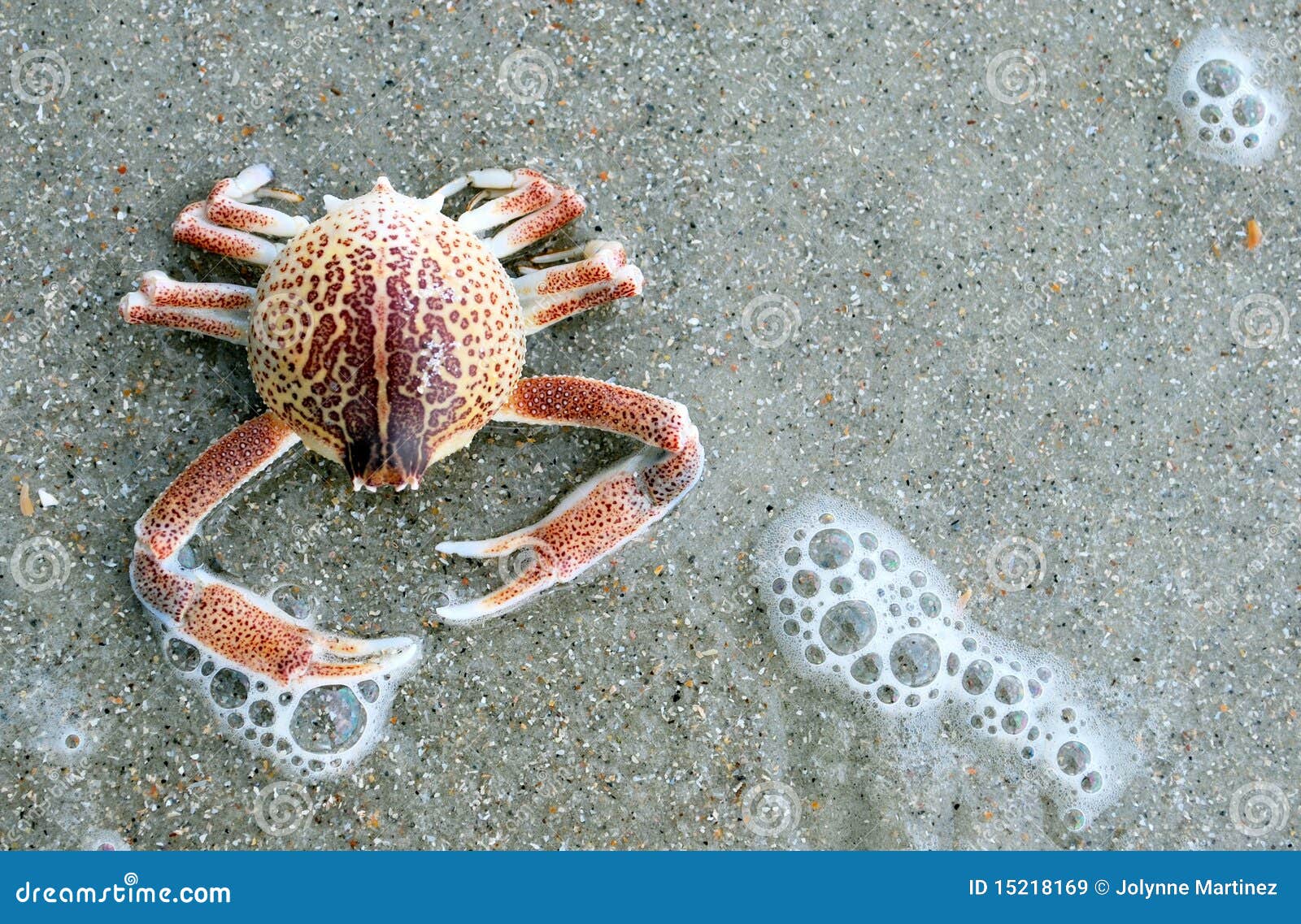 Crab stock image. Image of ocean, crab, claws, grey, crustacean - 15218169