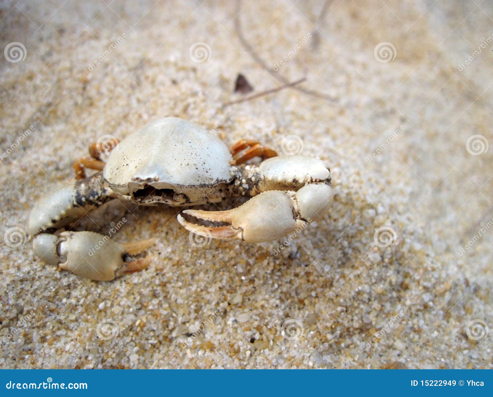 Crab stock image. Image of pincers, shellfish, sand, crab - 15222949