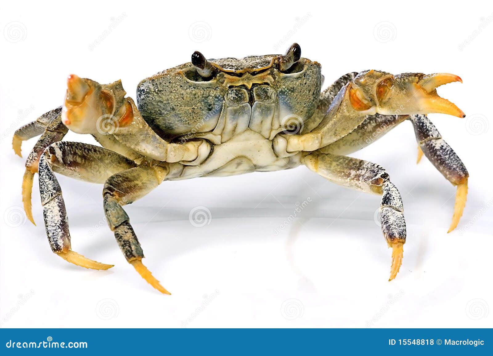 Crab stock photo. Image of crab, nature, macro, protect - 15548818