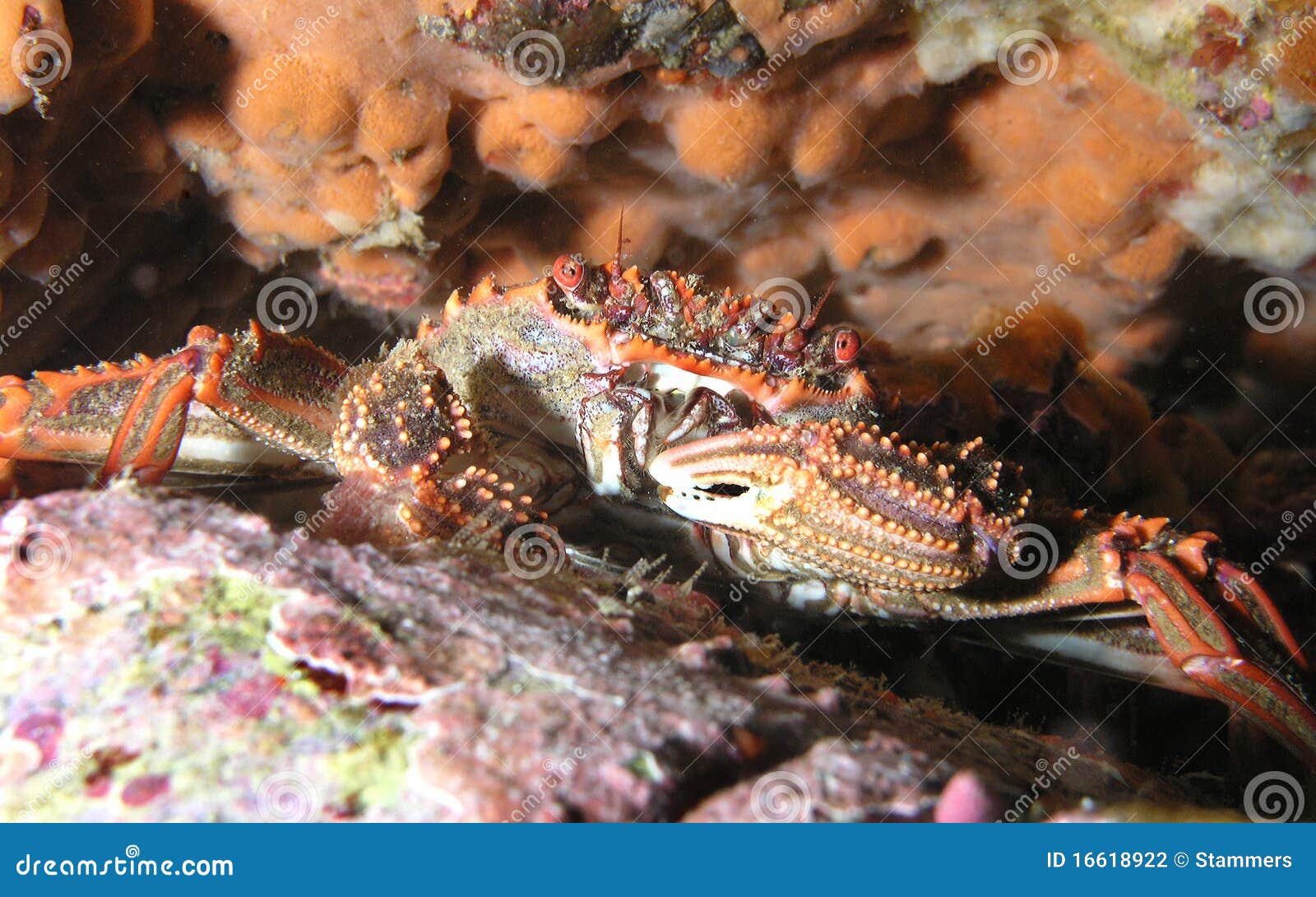 Crab stock photo. Image of feeding, life, water, zealand - 16618922