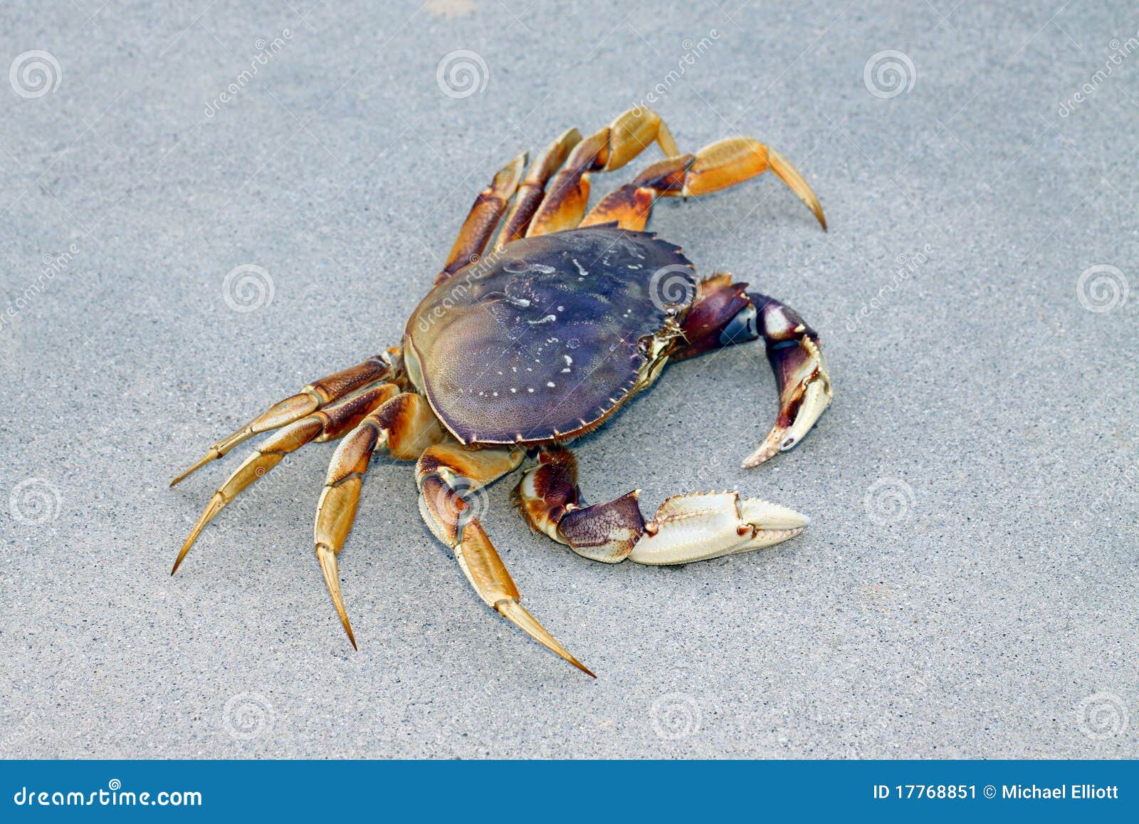 Crab stock image. Image of shellfish, isolated, shrimp - 17768851