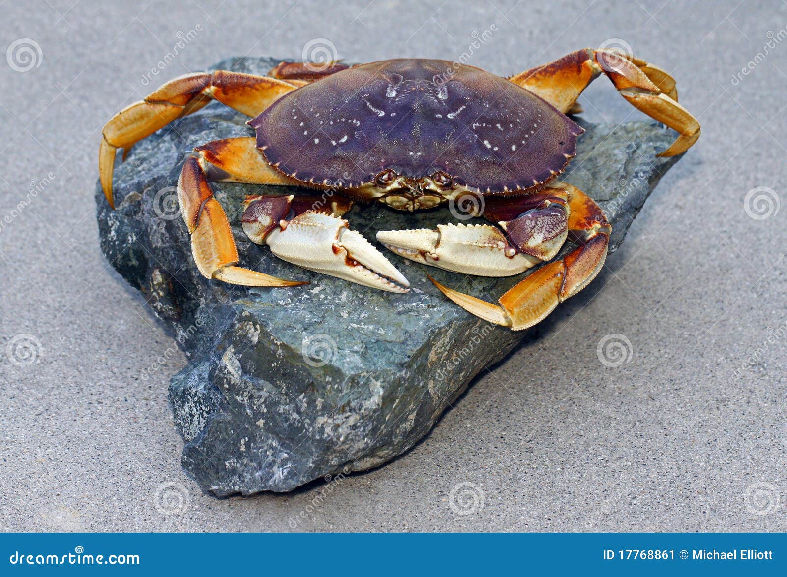 Crab stock image. Image of fresh, tide, pacific, climb - 17768861
