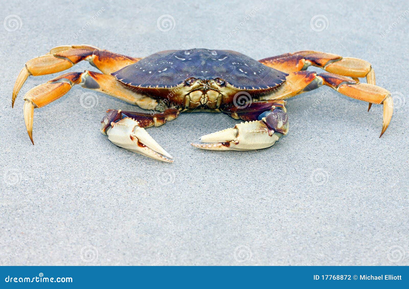 Crab Stock Photography - Image: 17768872
