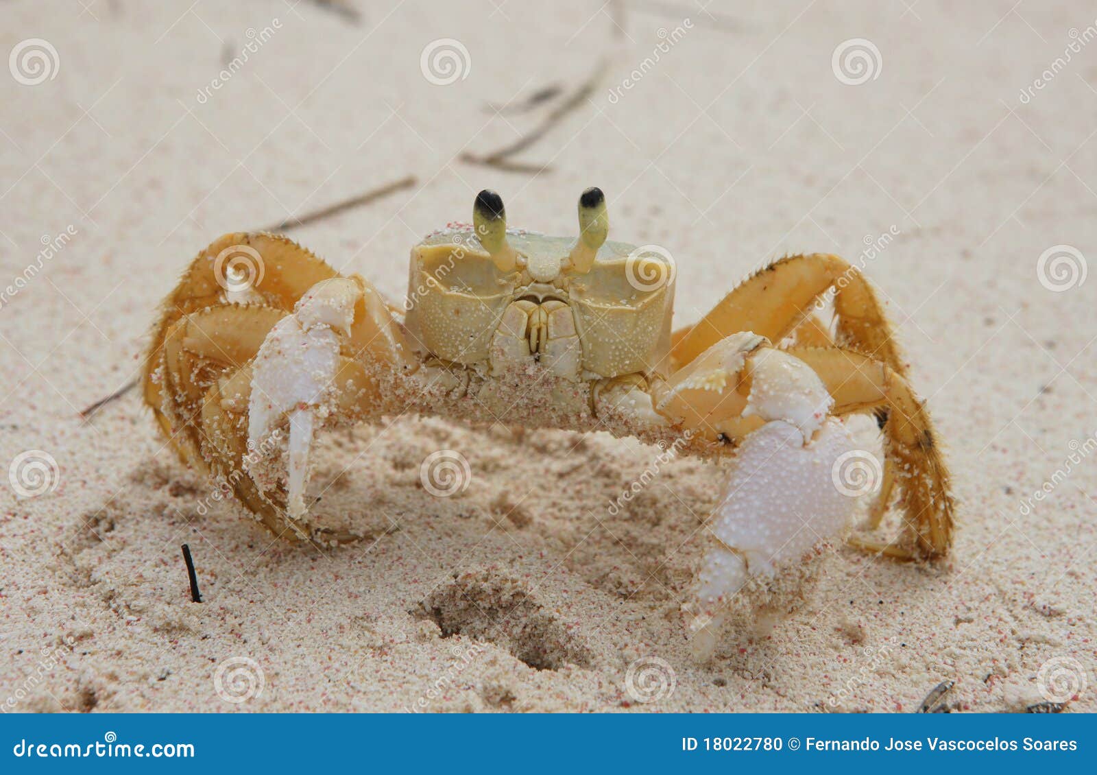 Crab stock photo. Image of wild, crustacean, wildlife - 18022780