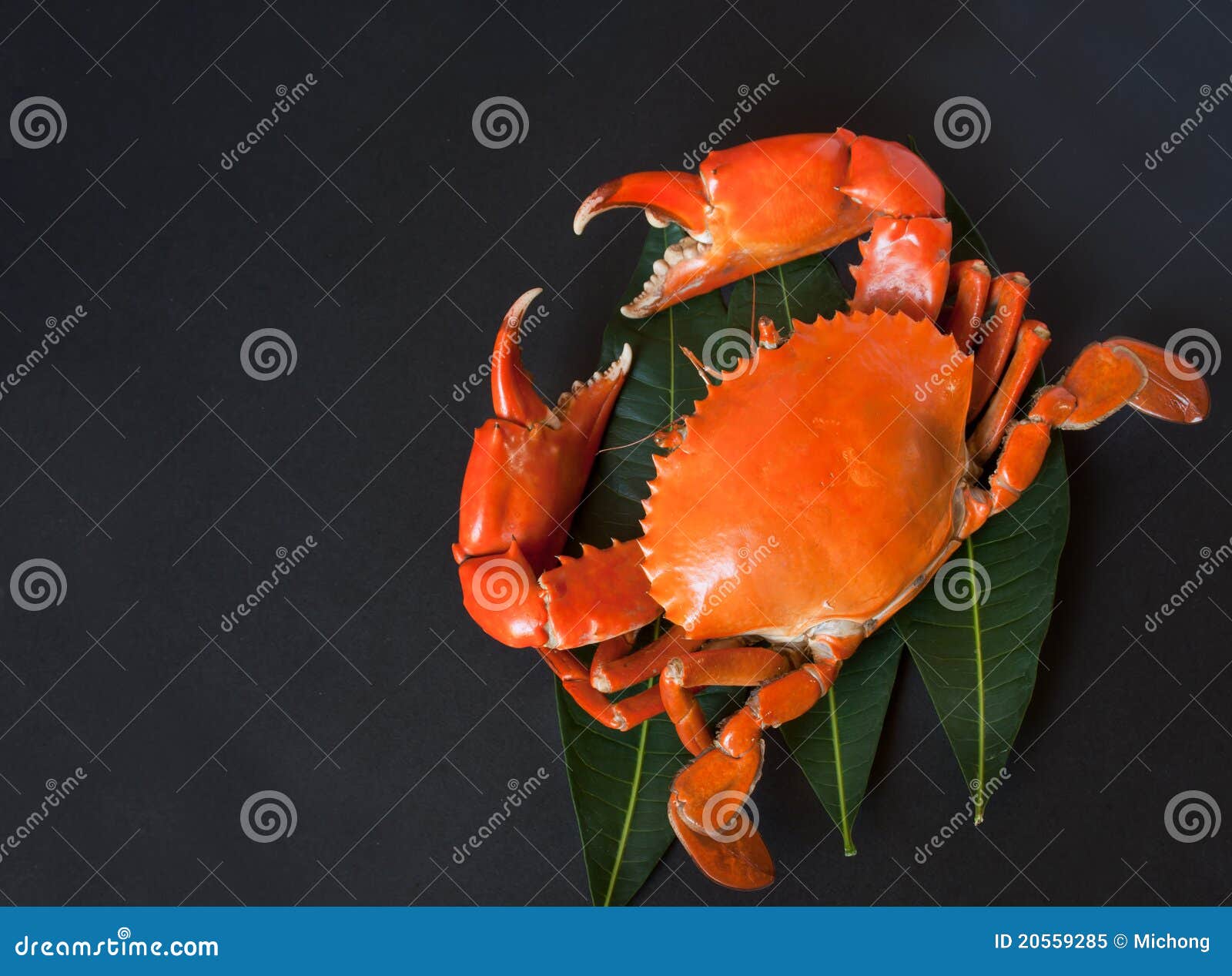 Crab stock image. Image of fresh, delicious, freshness - 20559285