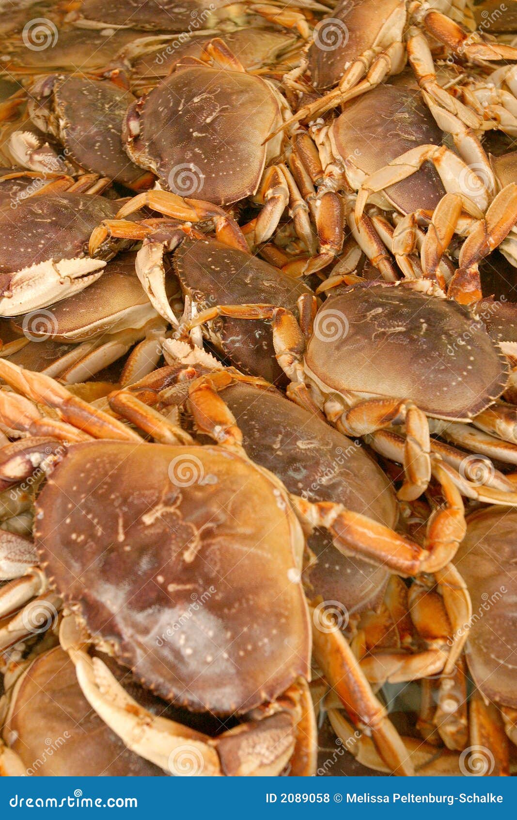Crab Picture. Image: 2089058