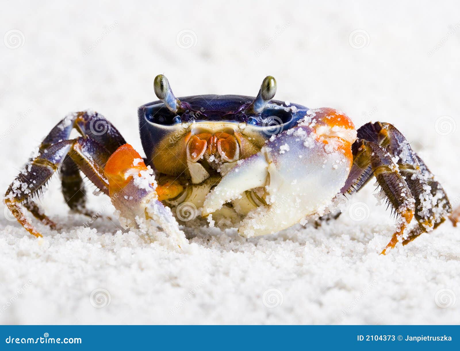 Crab stock image. Image of cephalothorax, crabs, abdomen - 2104373