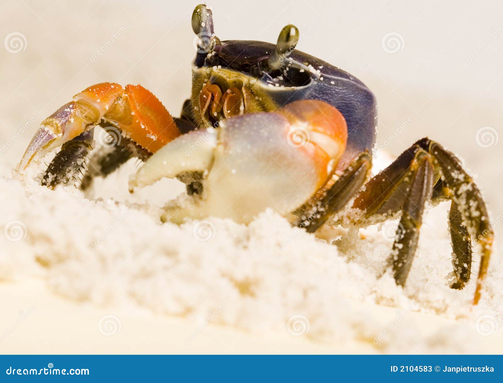 Crab stock image. Image of animal, colours, abdomen, natural - 2104583