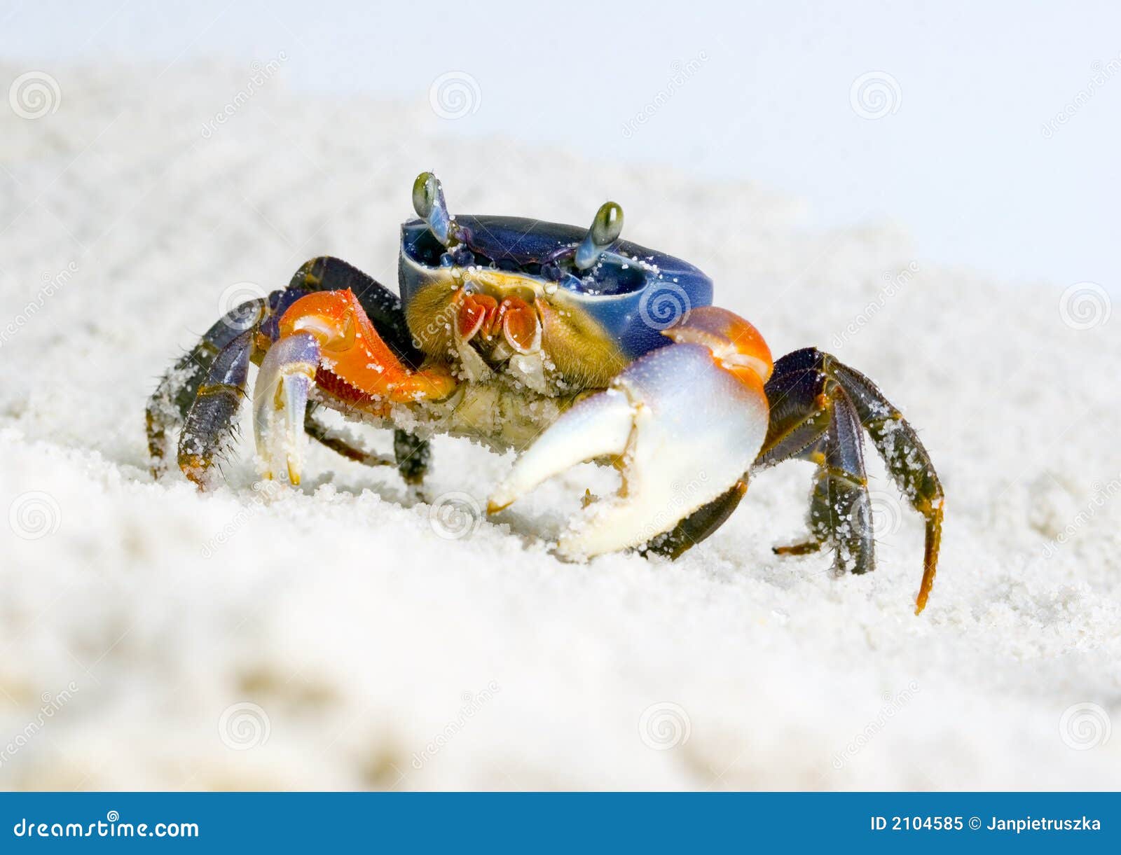 Crab stock image. Image of blue, naturalists, claws, naturalist - 2104585