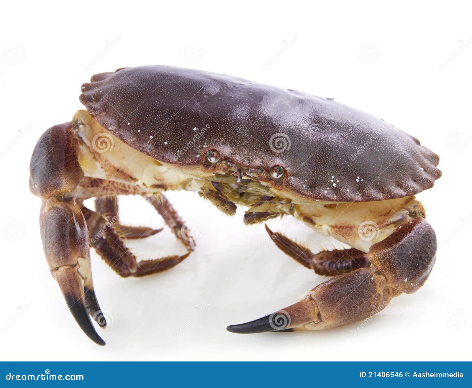 Crab stock photo. Image of crustaceans, white, studio - 21406546