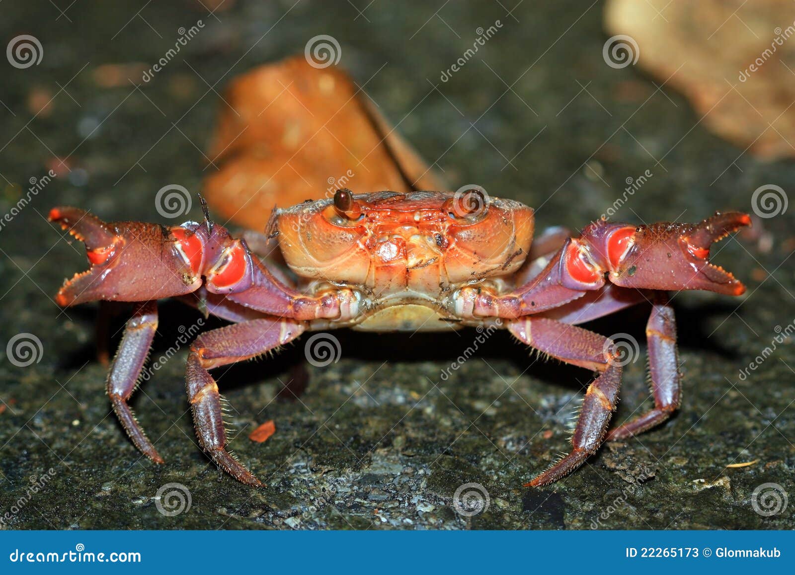The crab stock image. Image of claw, animals, animal - 22265173
