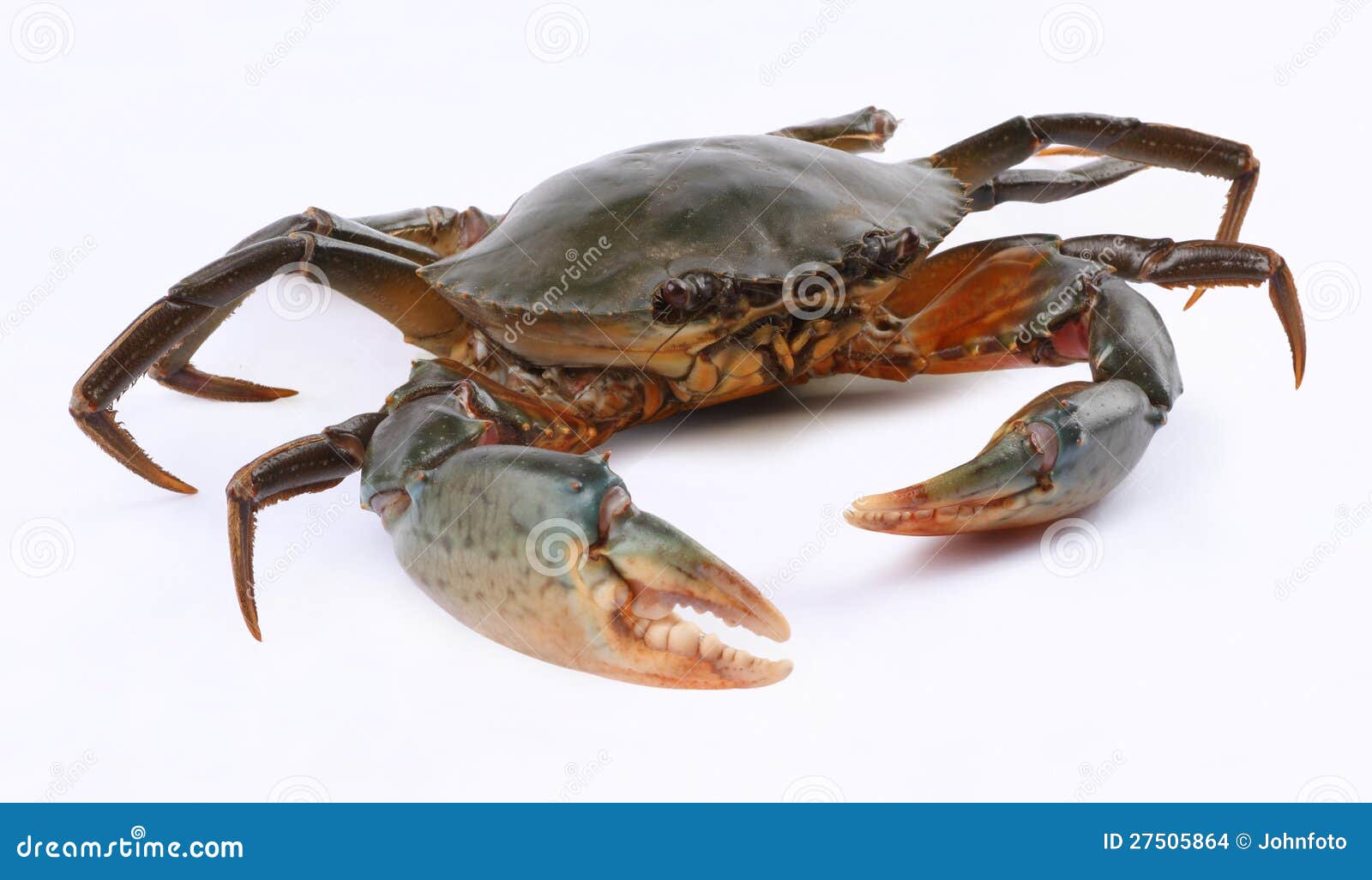 Crab stock photo. Image of marine, seafood, aquatic, crab - 27505864